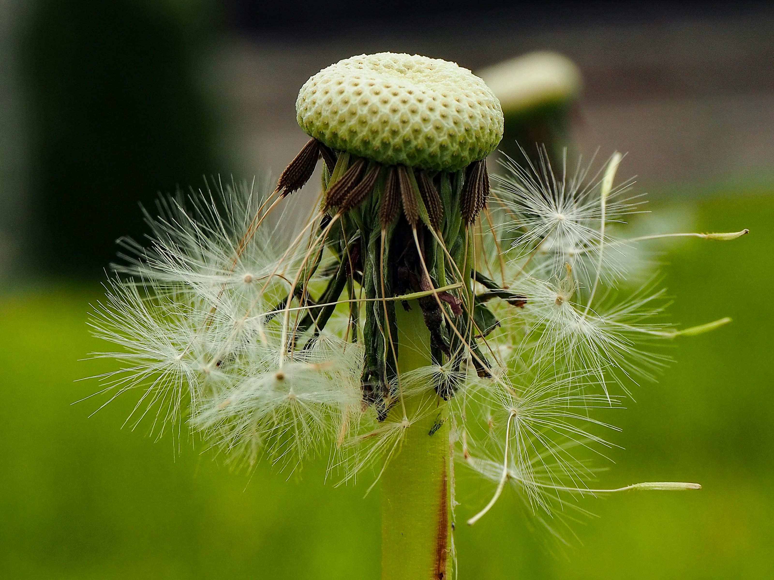 dandelion on the wind