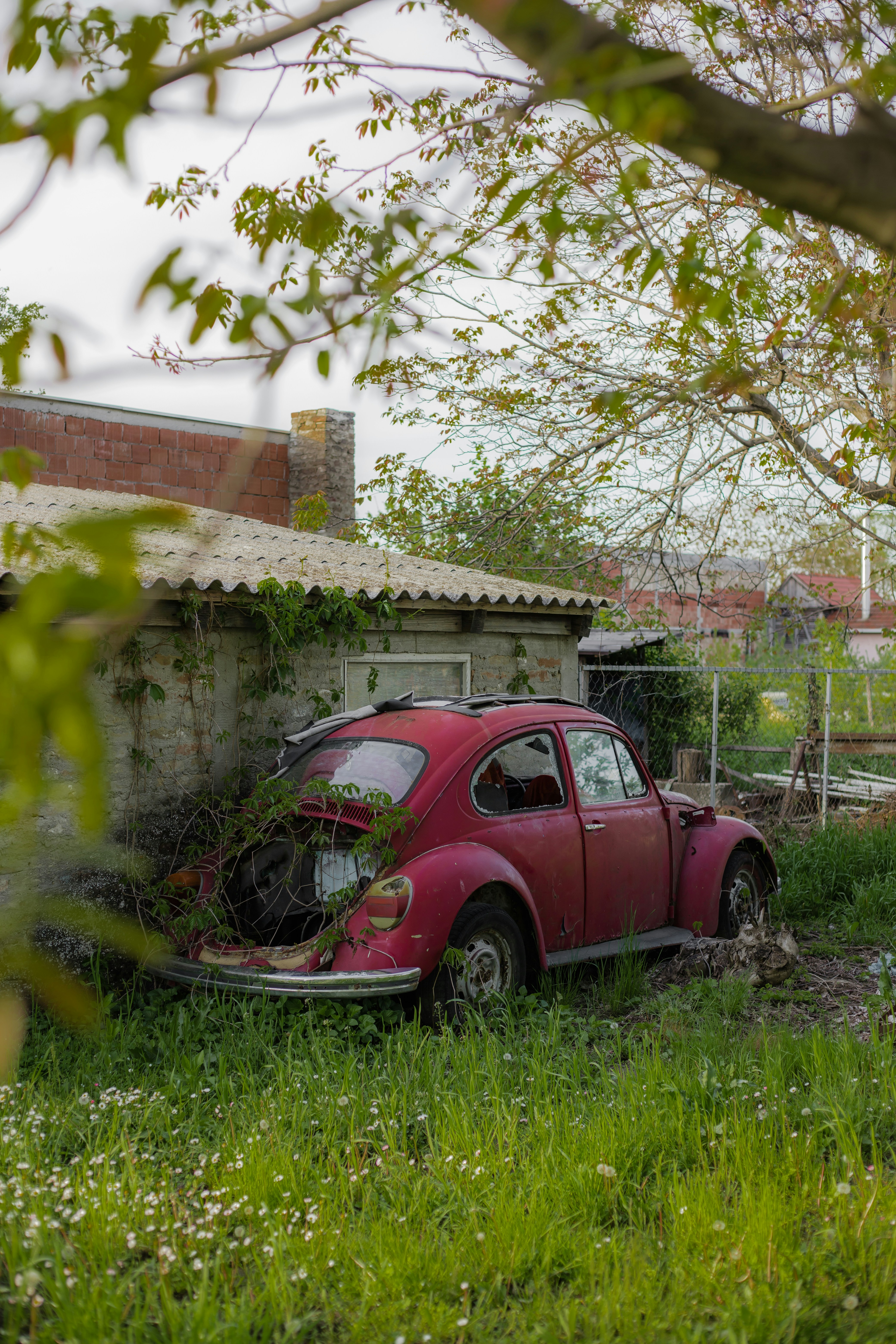 Crimson Beetle in a Quiet Yard: Timeworn Shed and Green Overgrowth