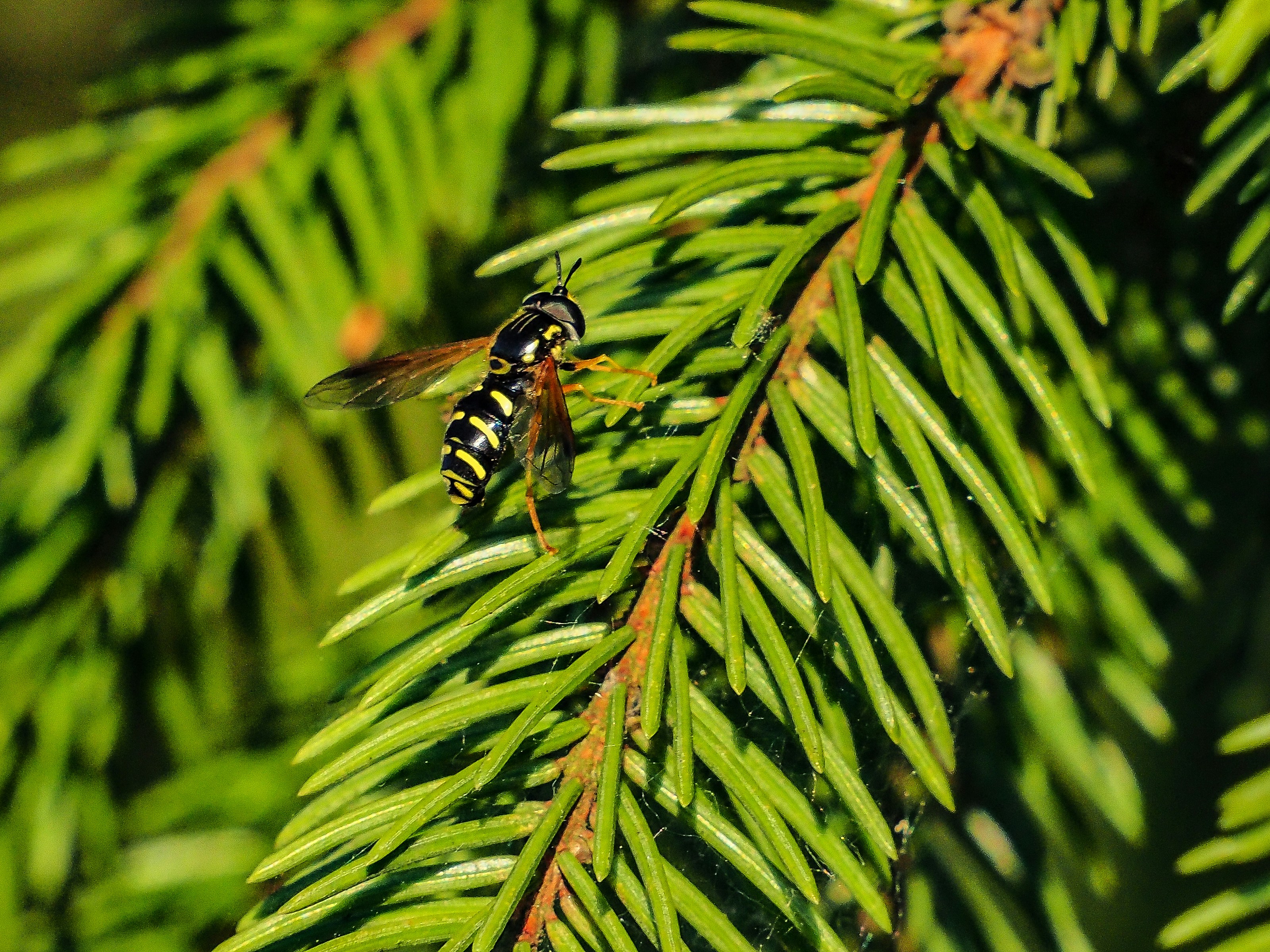 Bee perched on a green pine branch, wings slightly blurred in motion.