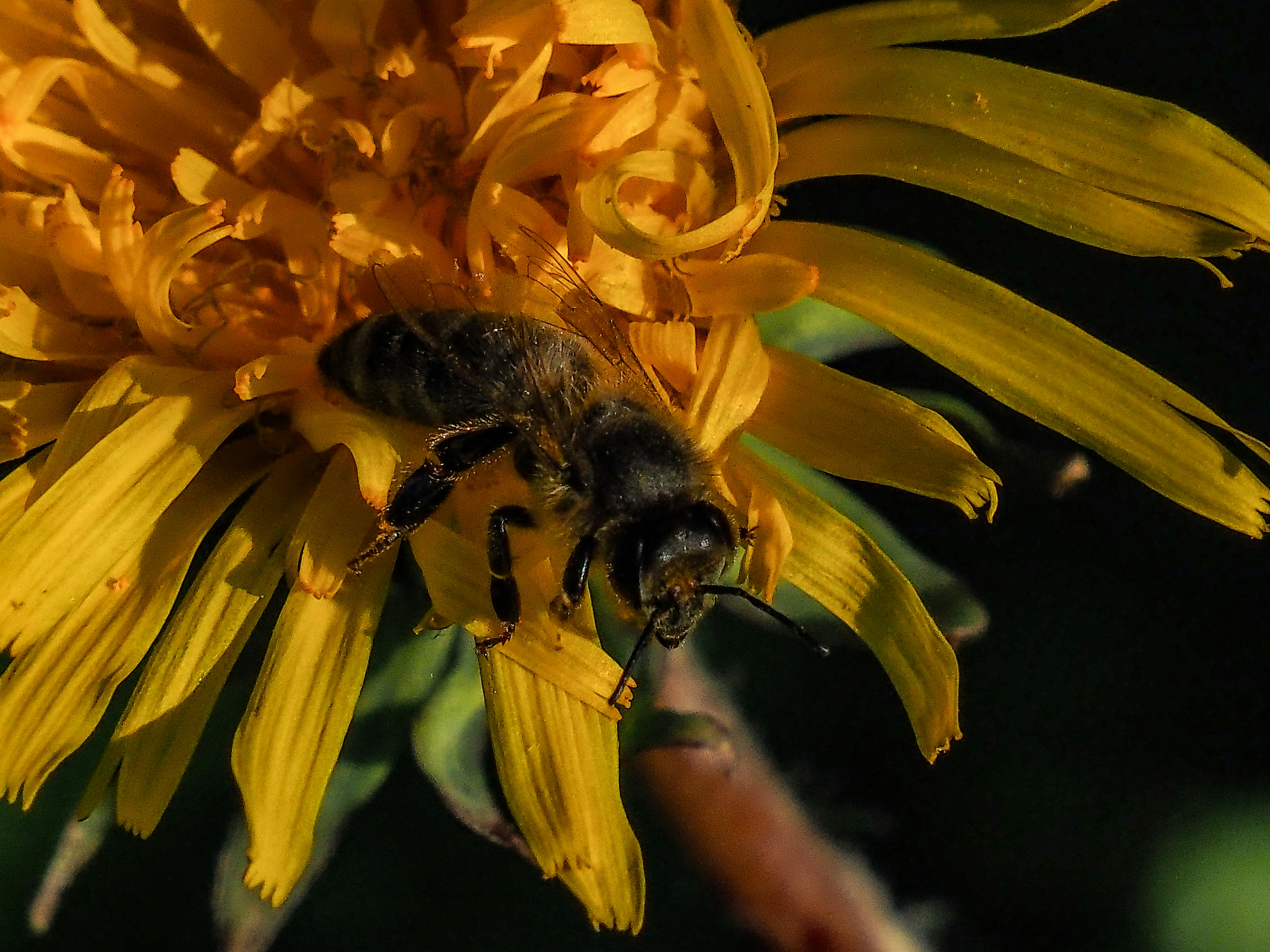 Macro shot of a honeybee on a bright yellow flower, revealing fine fur, segmented legs, and petal texture in natural daylight.