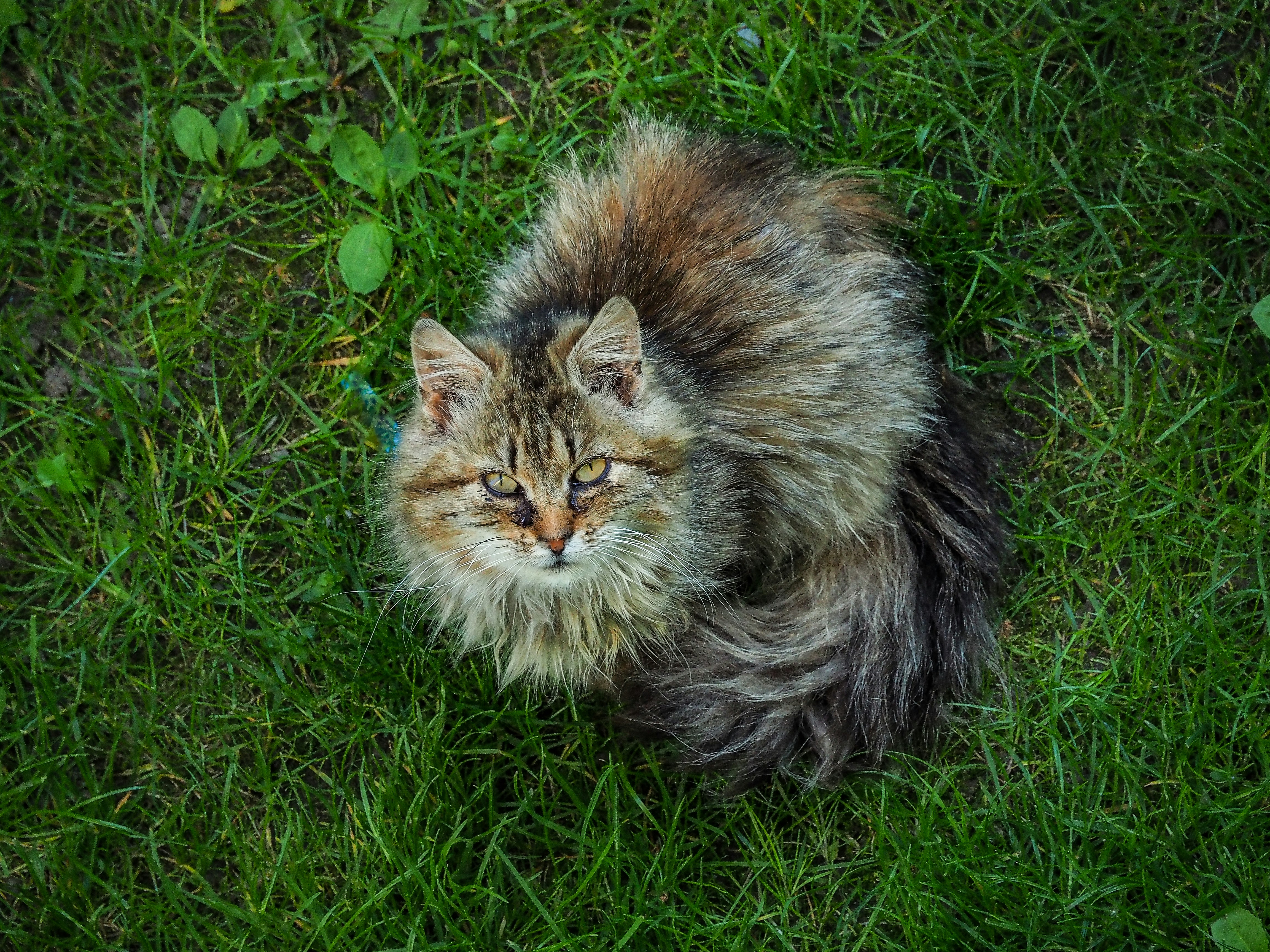 Aloof Dusk in the Lawn: Portrait of a Misted Cat