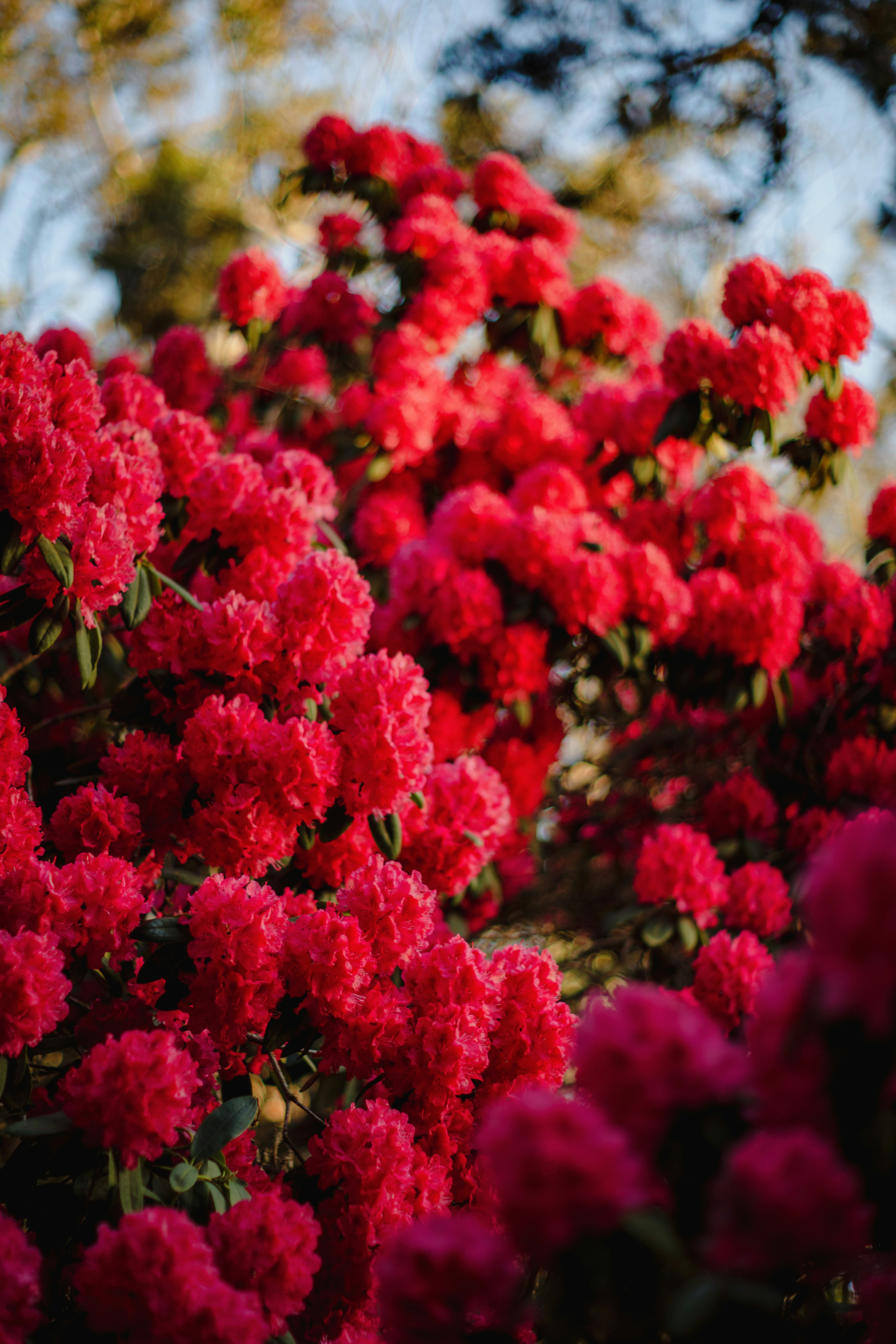 A bunch of red flowers that are next to each other photo – Free Flower ...