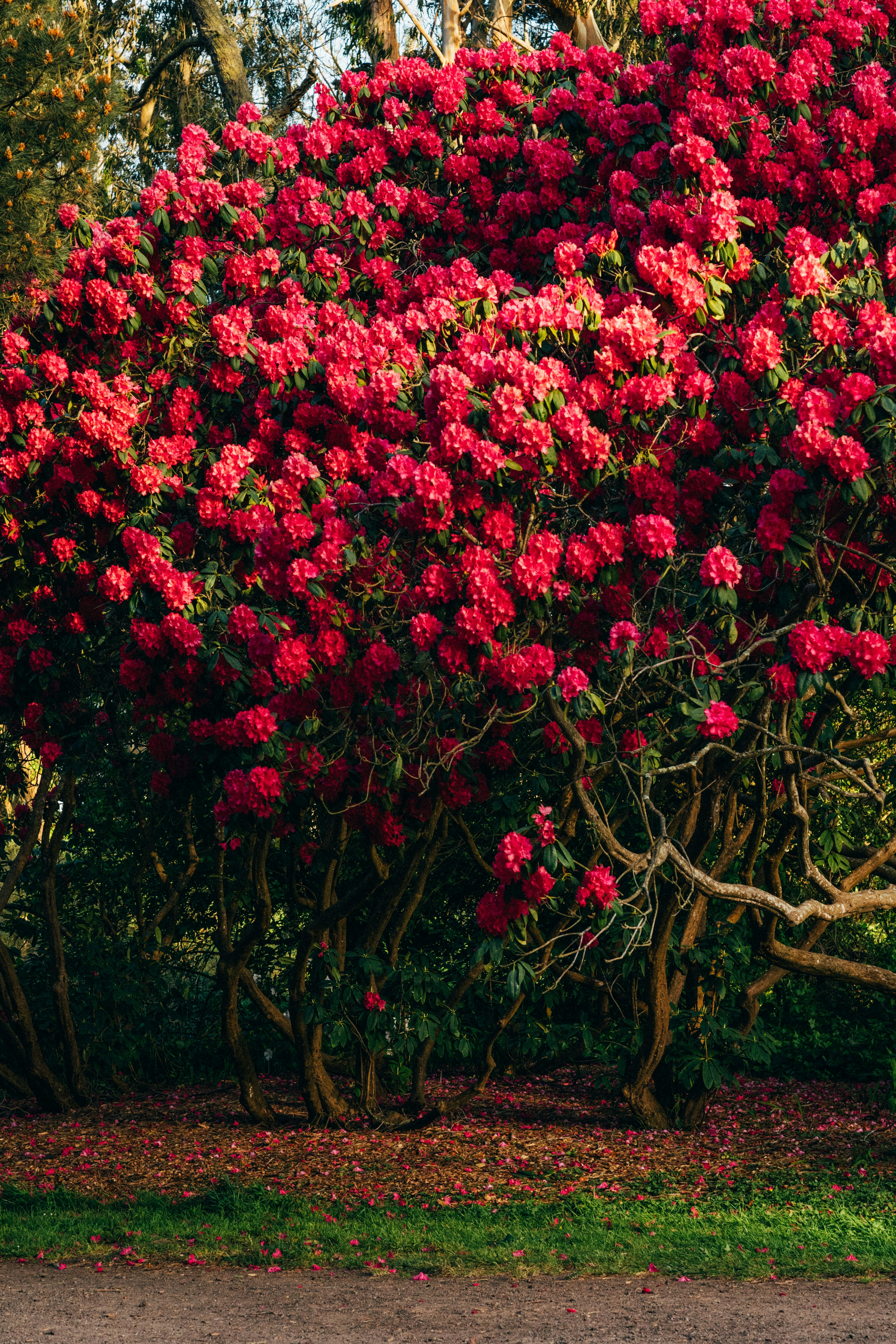 A large bush of red flowers next to a road photo – Free Vegetation ...