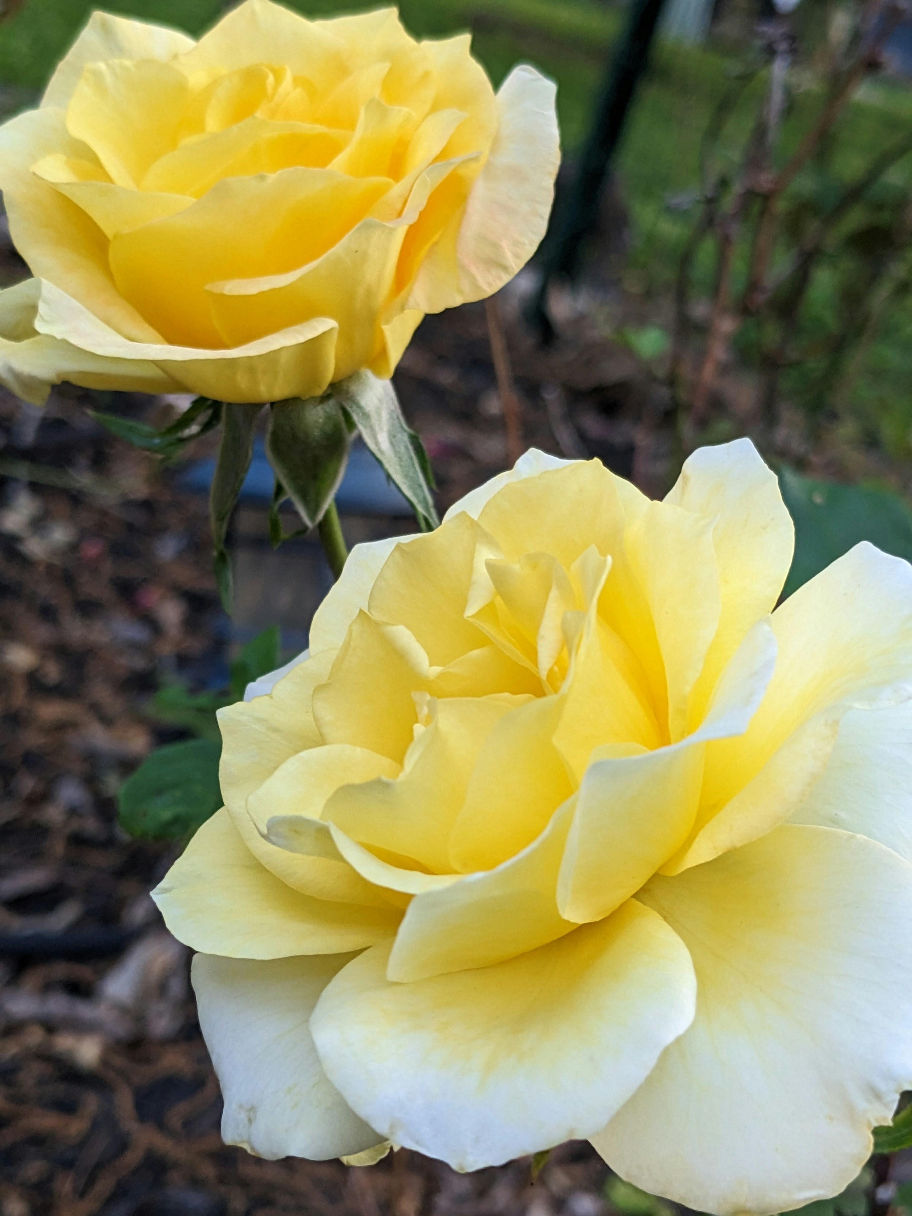 Two yellow roses blooming in a garden photo – Free Flower Image on Unsplash