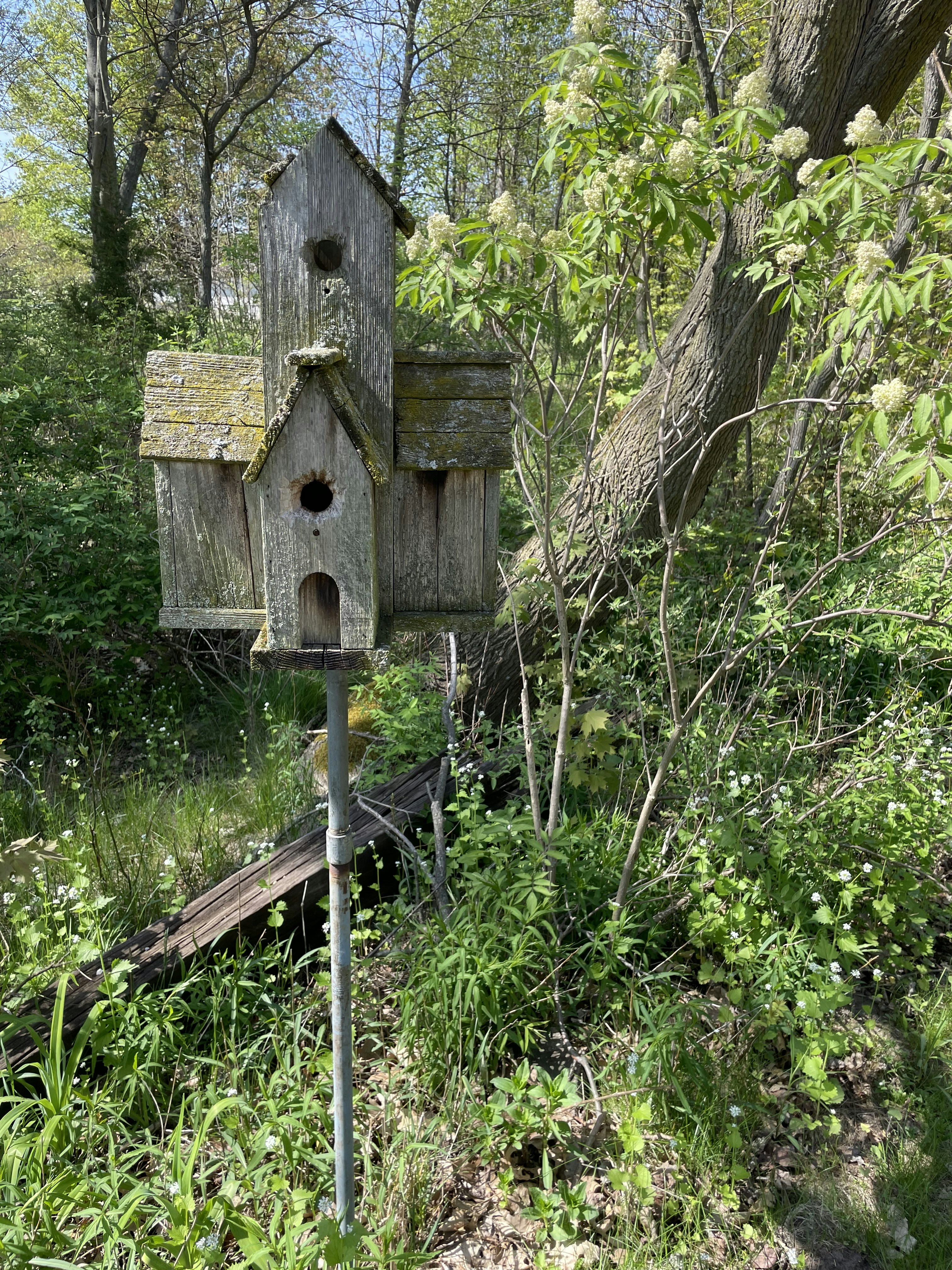 Weathered Birdhouse Array on a Mossy Post Amid Spring Greenery