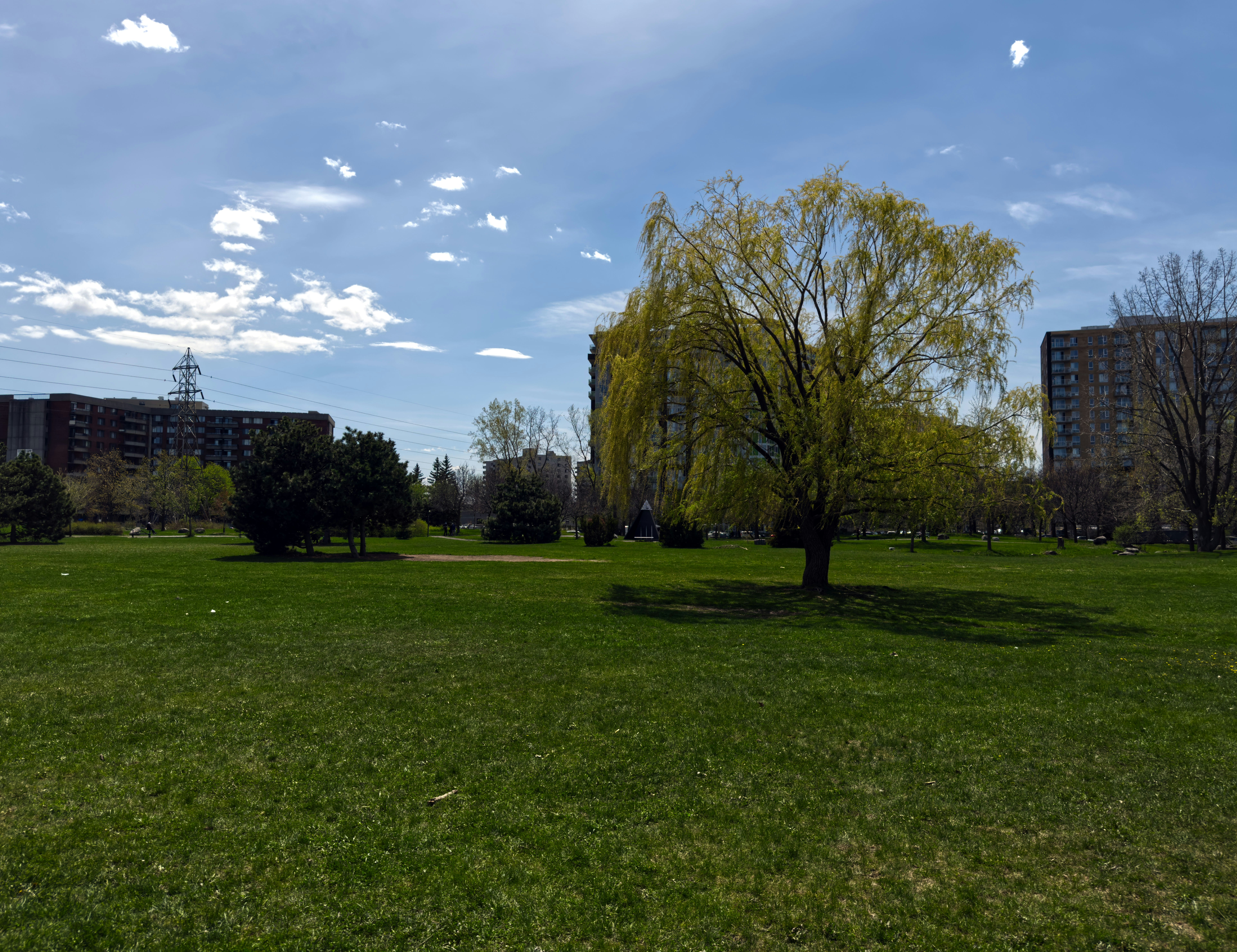 A willow tree in an urban park in Montreal, QC, Canada.Yaron Cohen