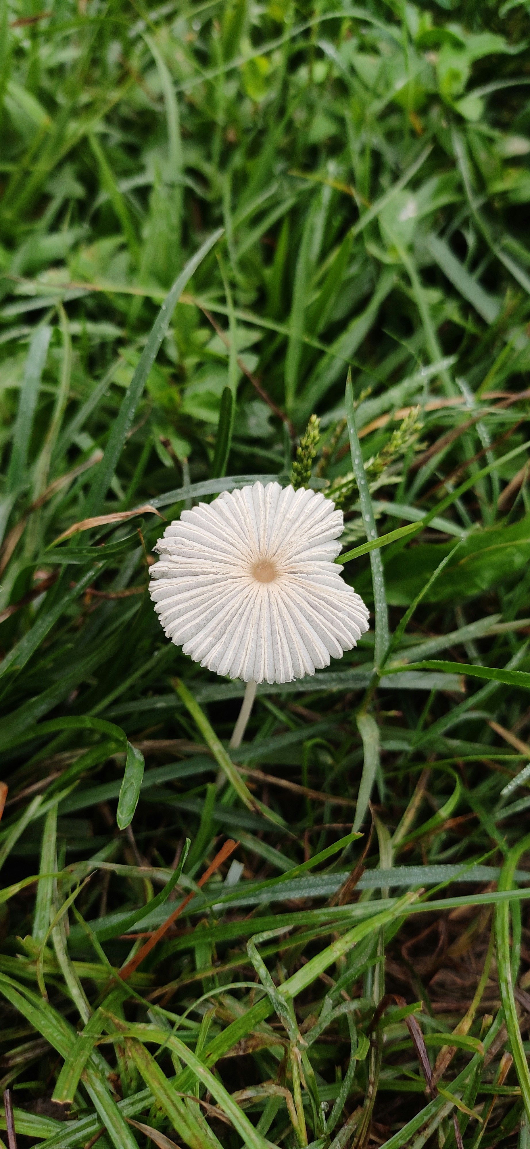 White Mushroom in Grass: a Quiet Microcosm