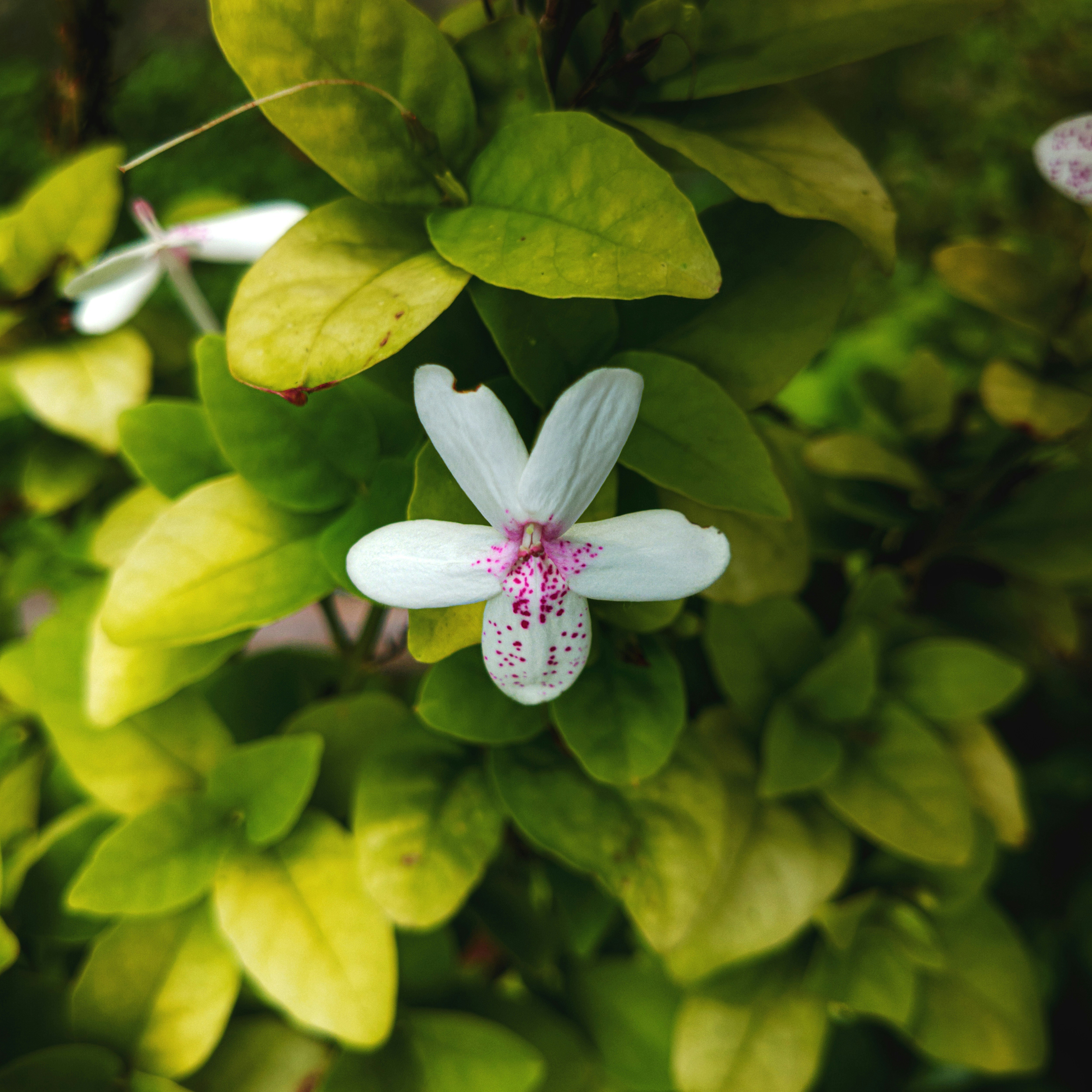 Photo by Malay Mondal with Realme 2 Pro