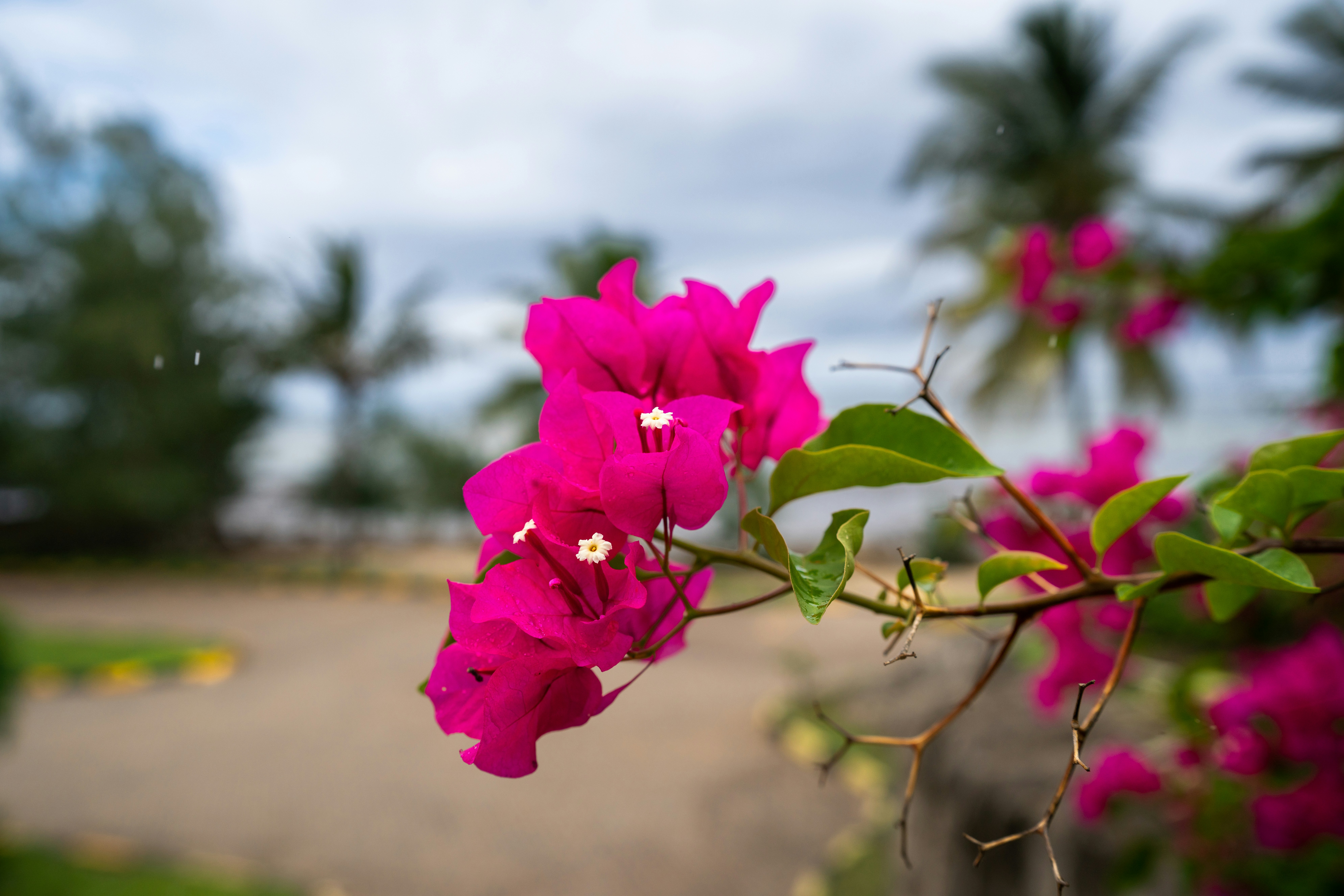 Vibrant pink bougainvillea flowers set against a backdrop of blurred palm trees and a cloudy sky.