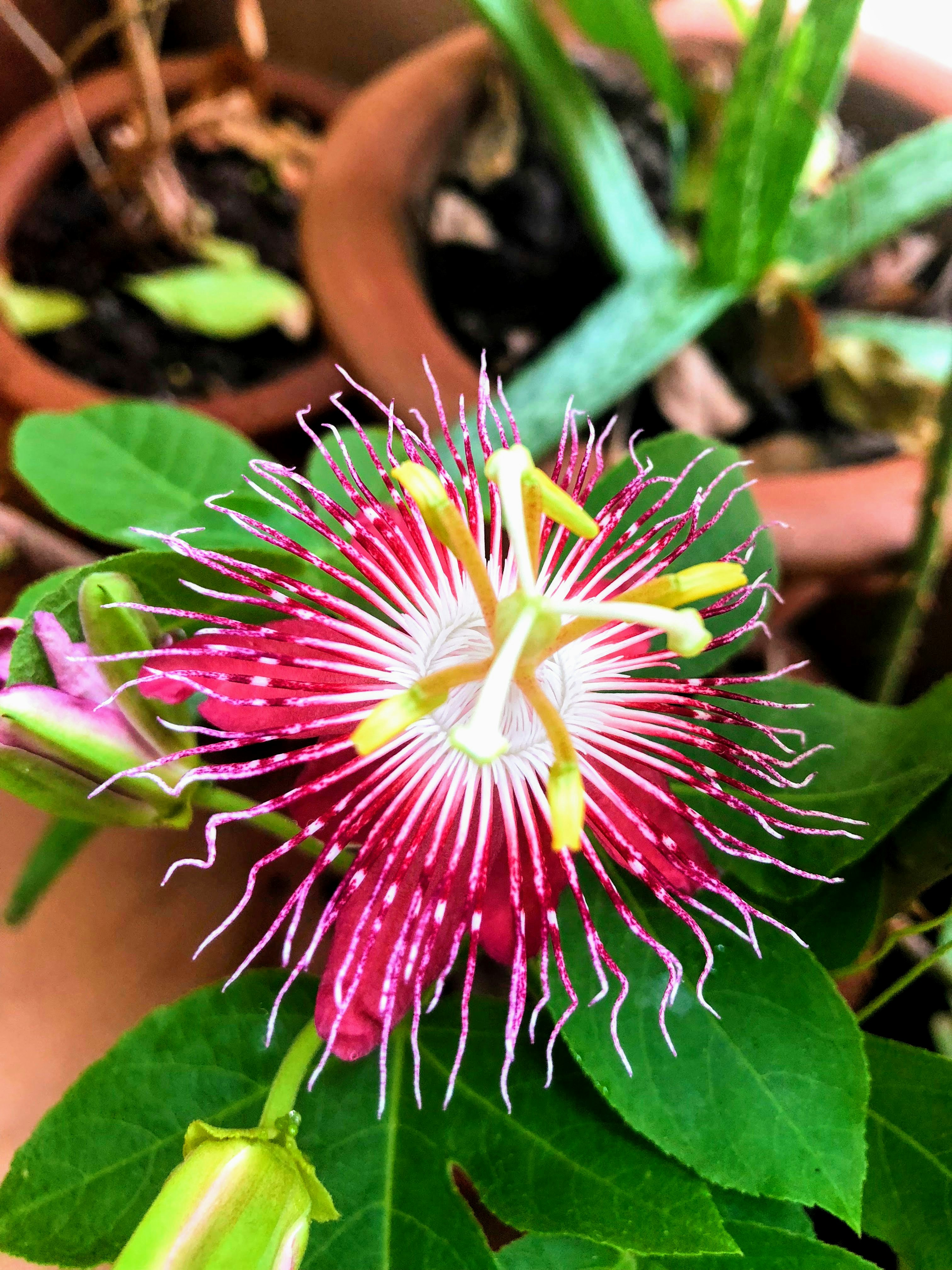 Magenta Crown: A Passionflower Bloom with Radiant Filaments