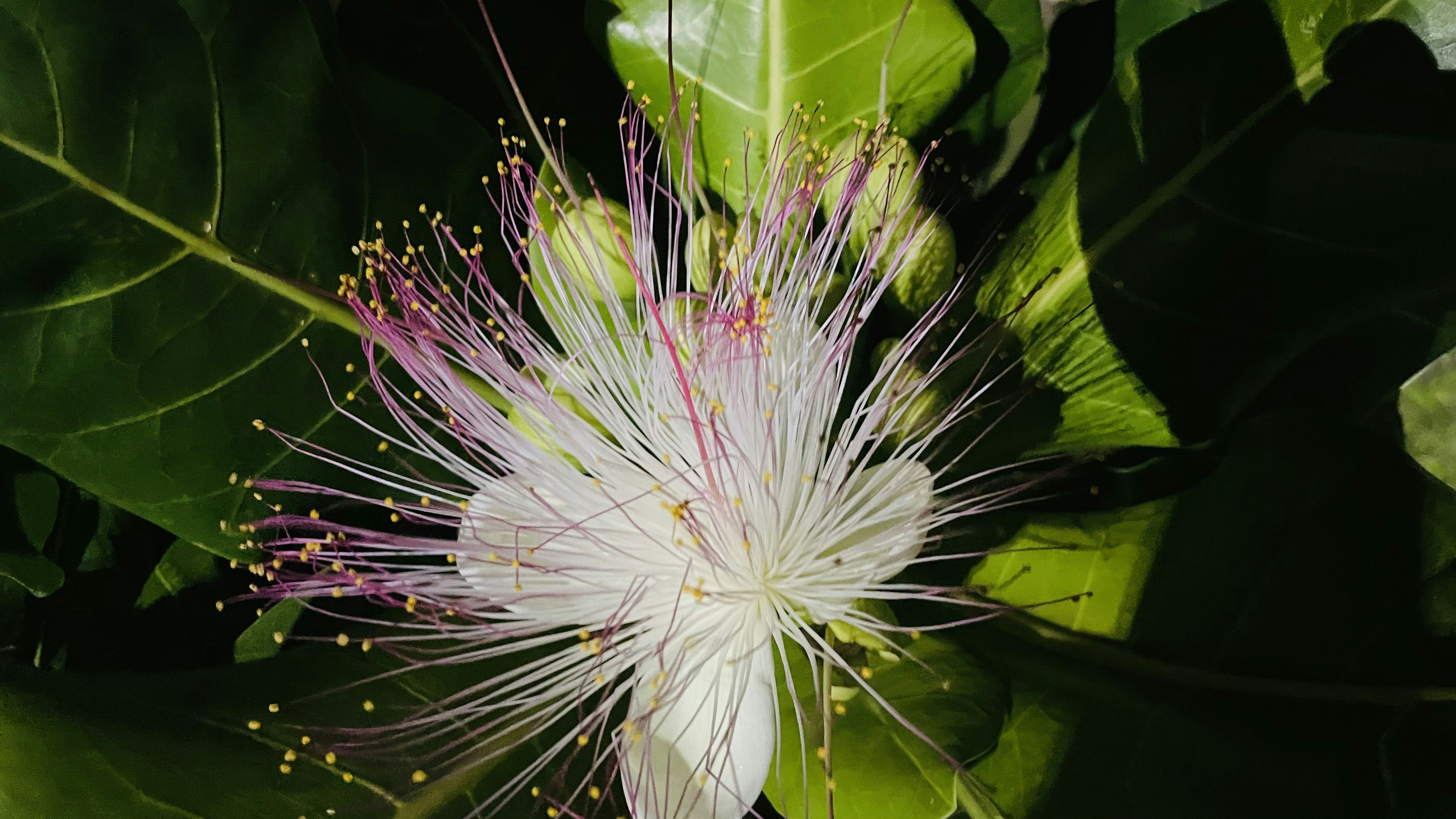White Firework Bloom: a Macro Portrait of a Stamen Crown
