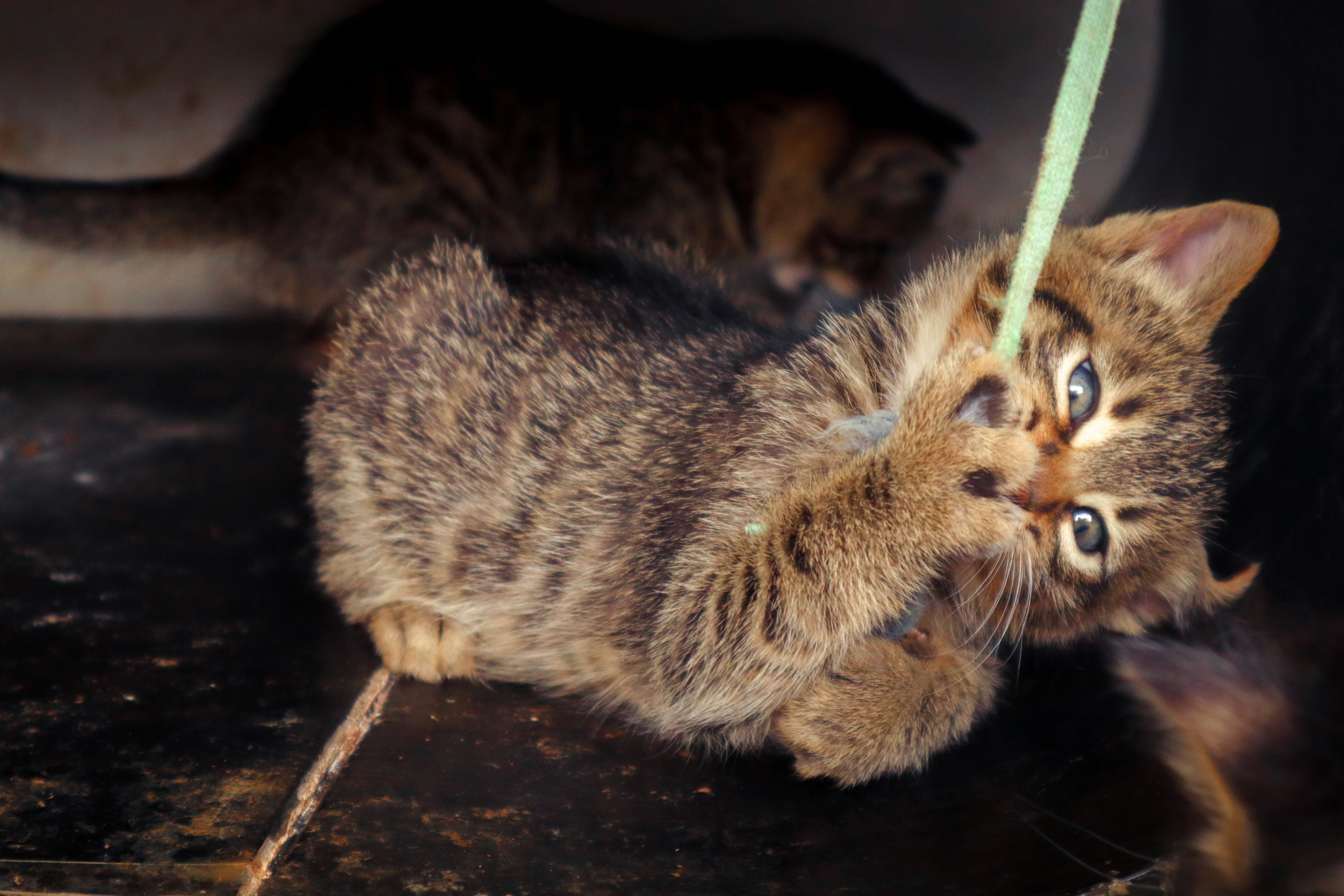 A small kitten playing with a green string photo – Free Cat play Image ...