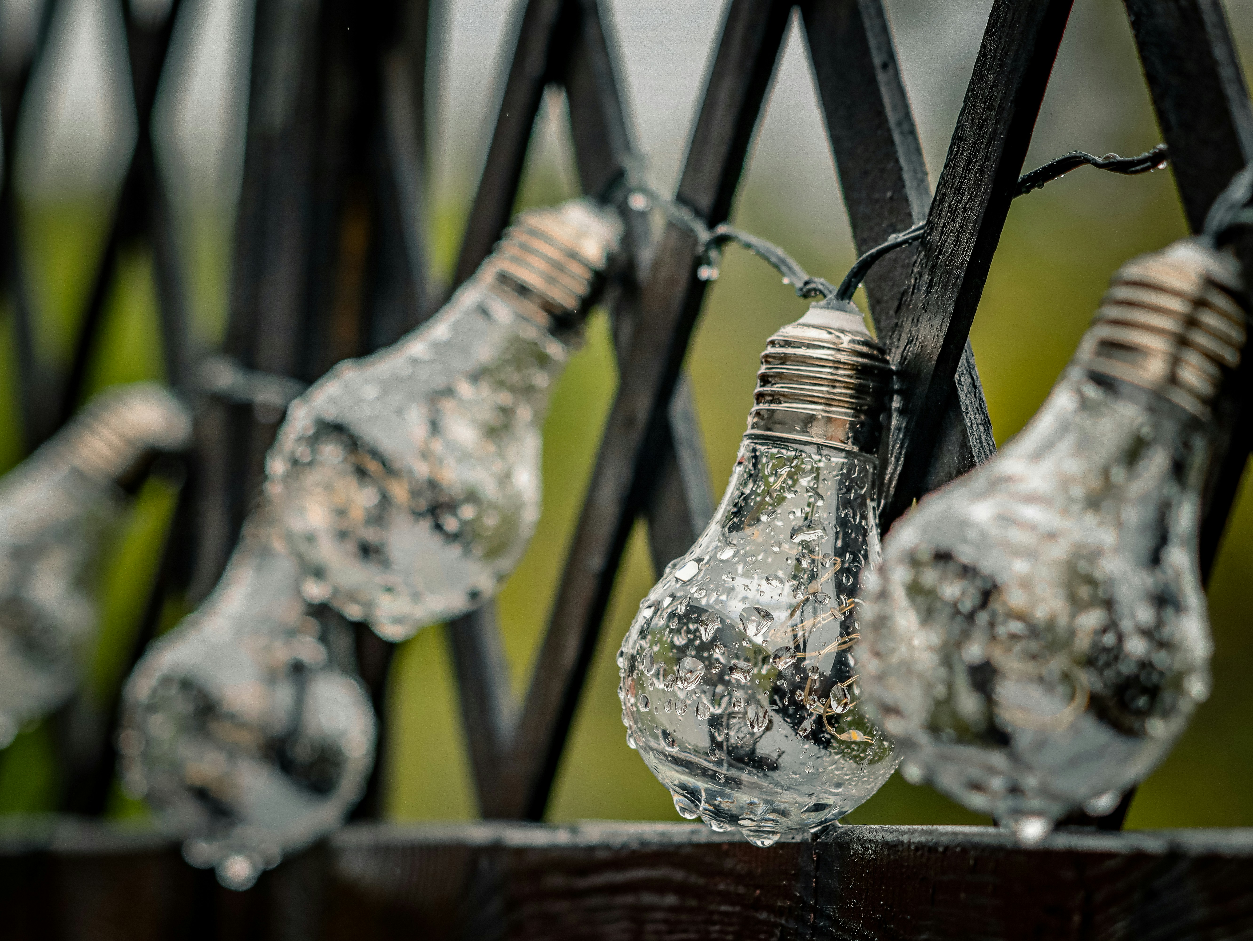 Dew-kissed bulbs along a diamond lattice fence