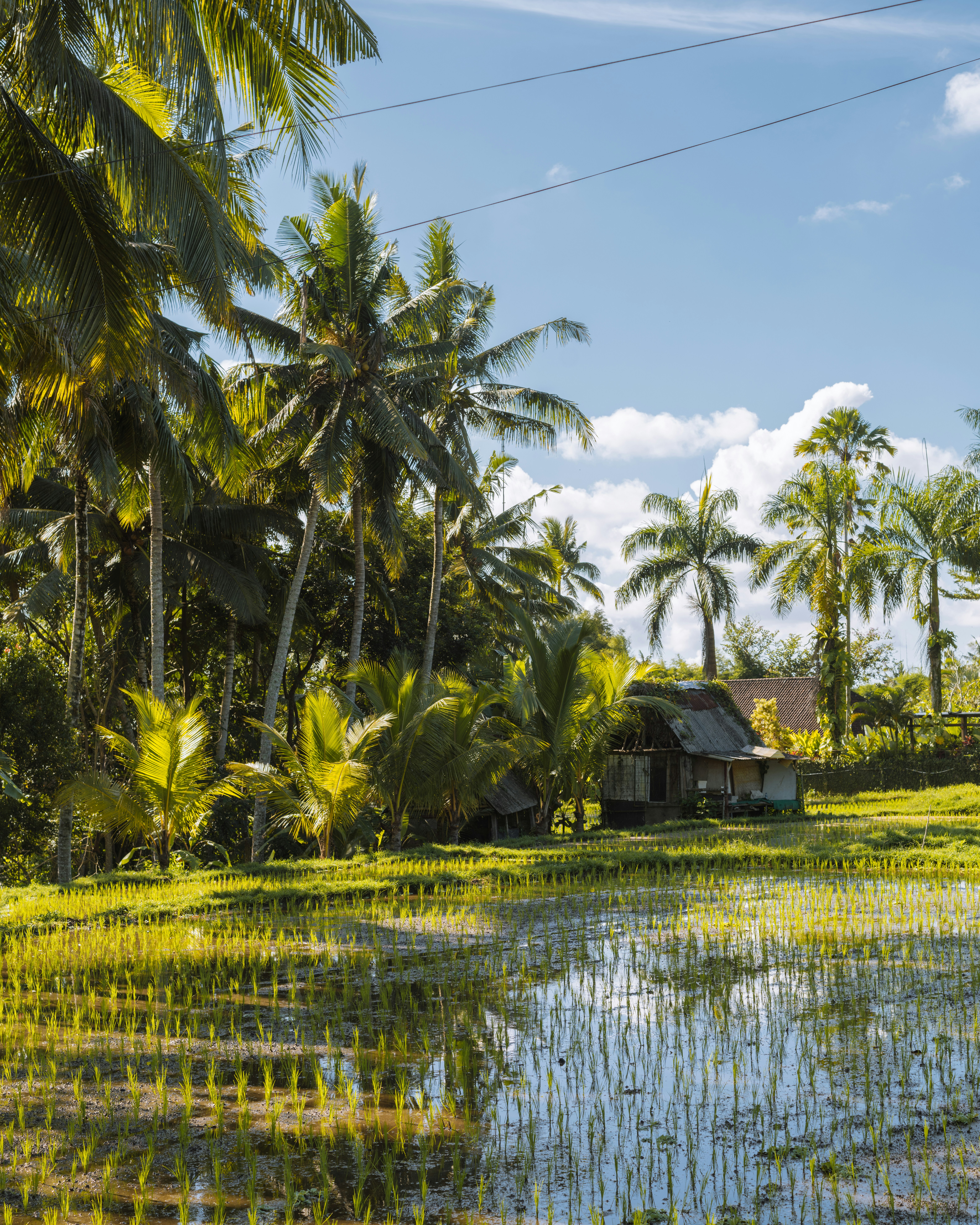 Lush rice paddies reflect the sky, bordered by palm trees and a quaint wooden hut. The scene captures the serene beauty of rural life.