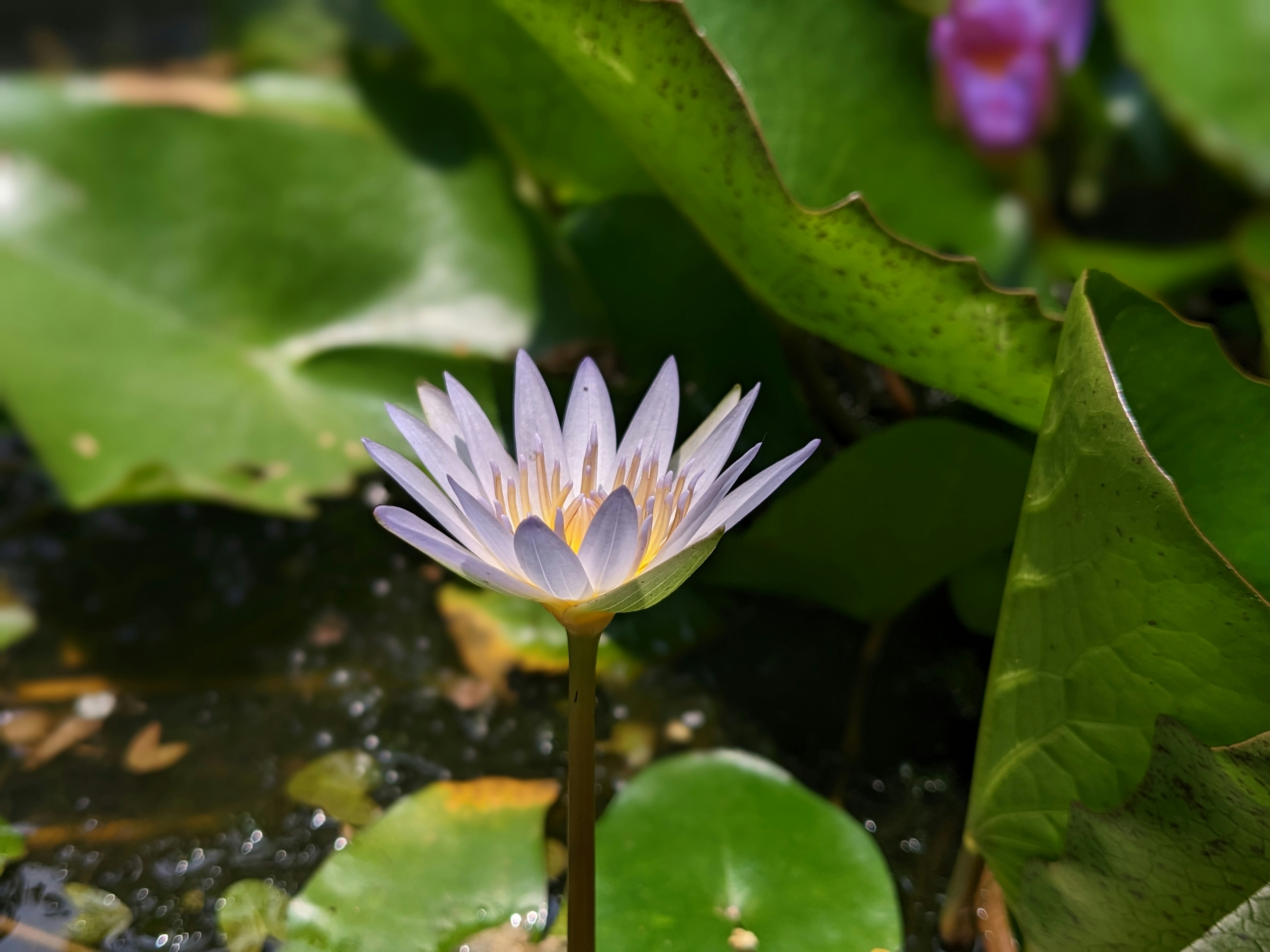 Purple Water Lily in a Quiet Pond: A Close-Up Portrait of Petals and Leaves