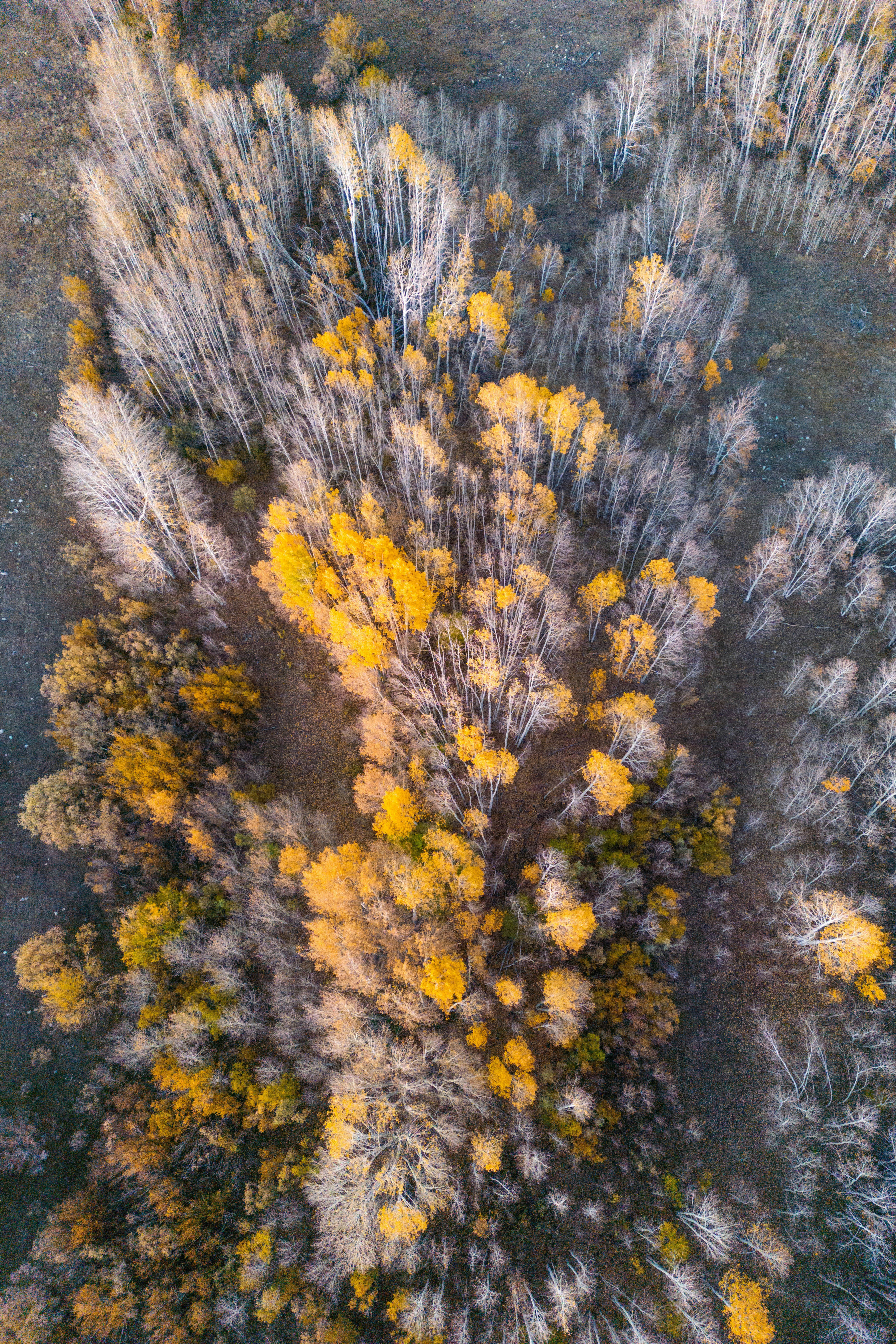Gold Canopy Over a Forest: An Aerial Study of Autumn Light