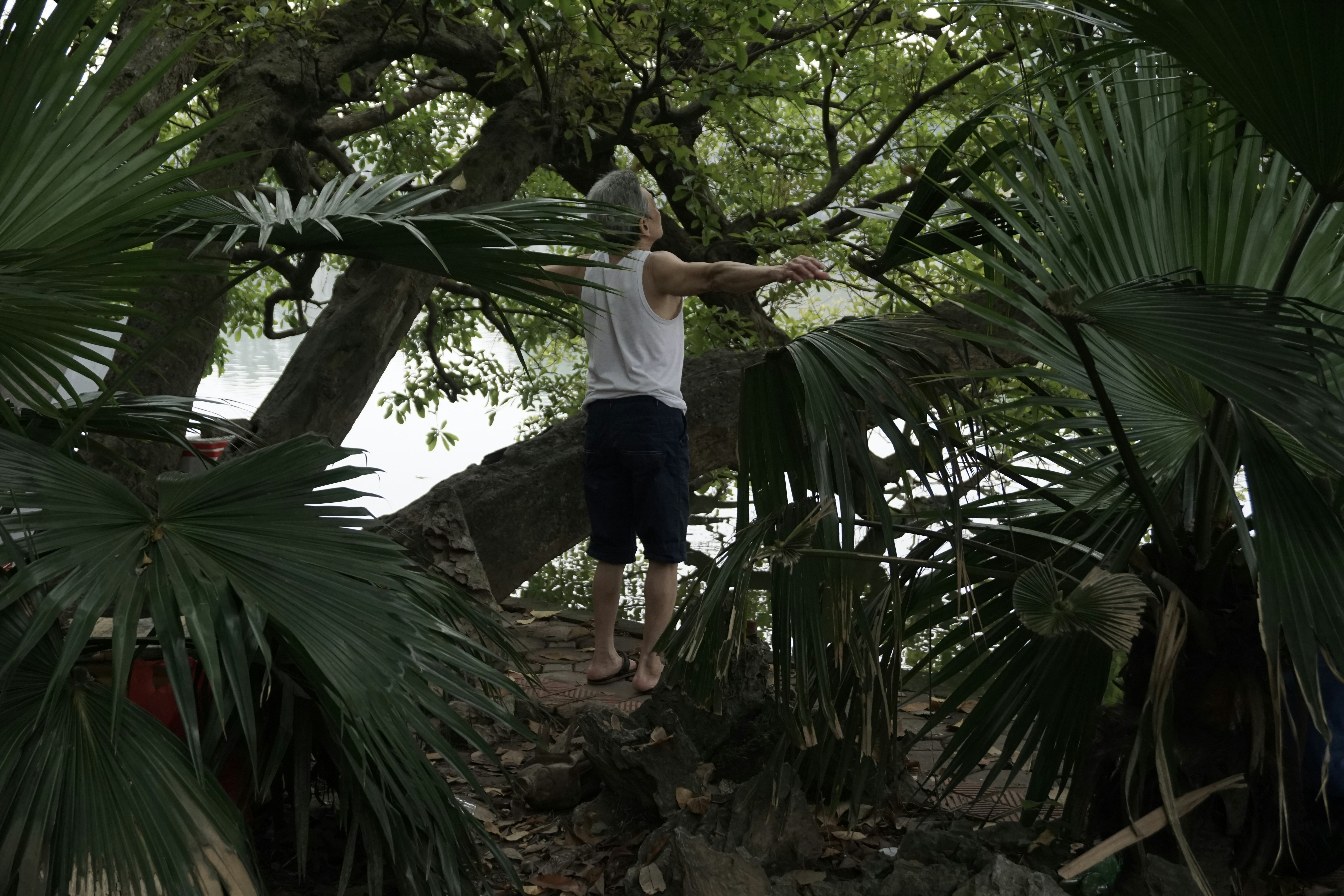 A serene scene captures an individual standing barefoot on a natural path, surrounded by lush, verdant foliage. The composition highlights the contrast between the person's white tank top and the deep greens of the surrounding palm leaves, creating a harmonious connection with nature. Soft, diffused lighting filters through the trees, enhancing the peaceful atmosphere and drawing attention to the intricate textures of the leaves and branches.