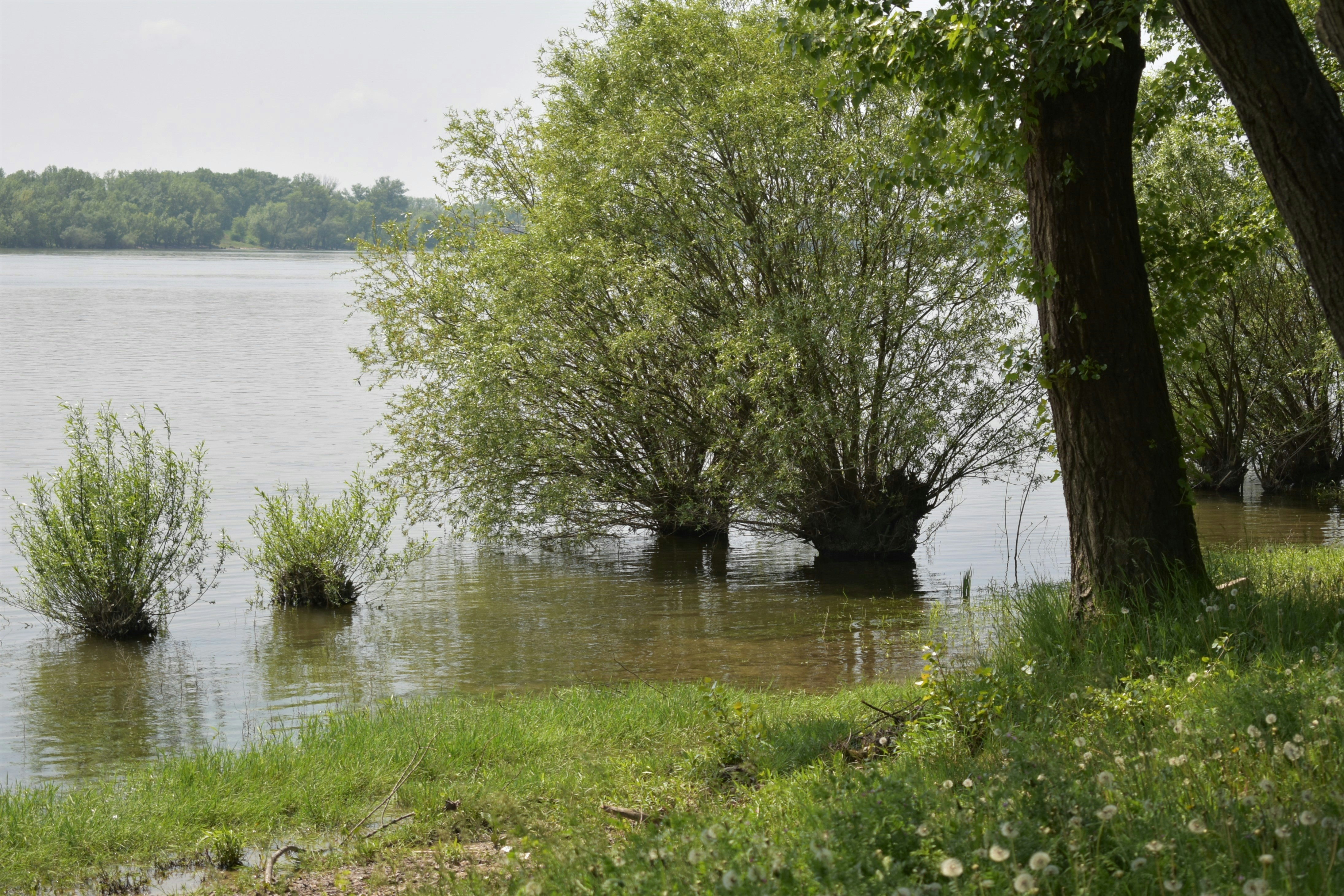 a couple of trees that are in the water