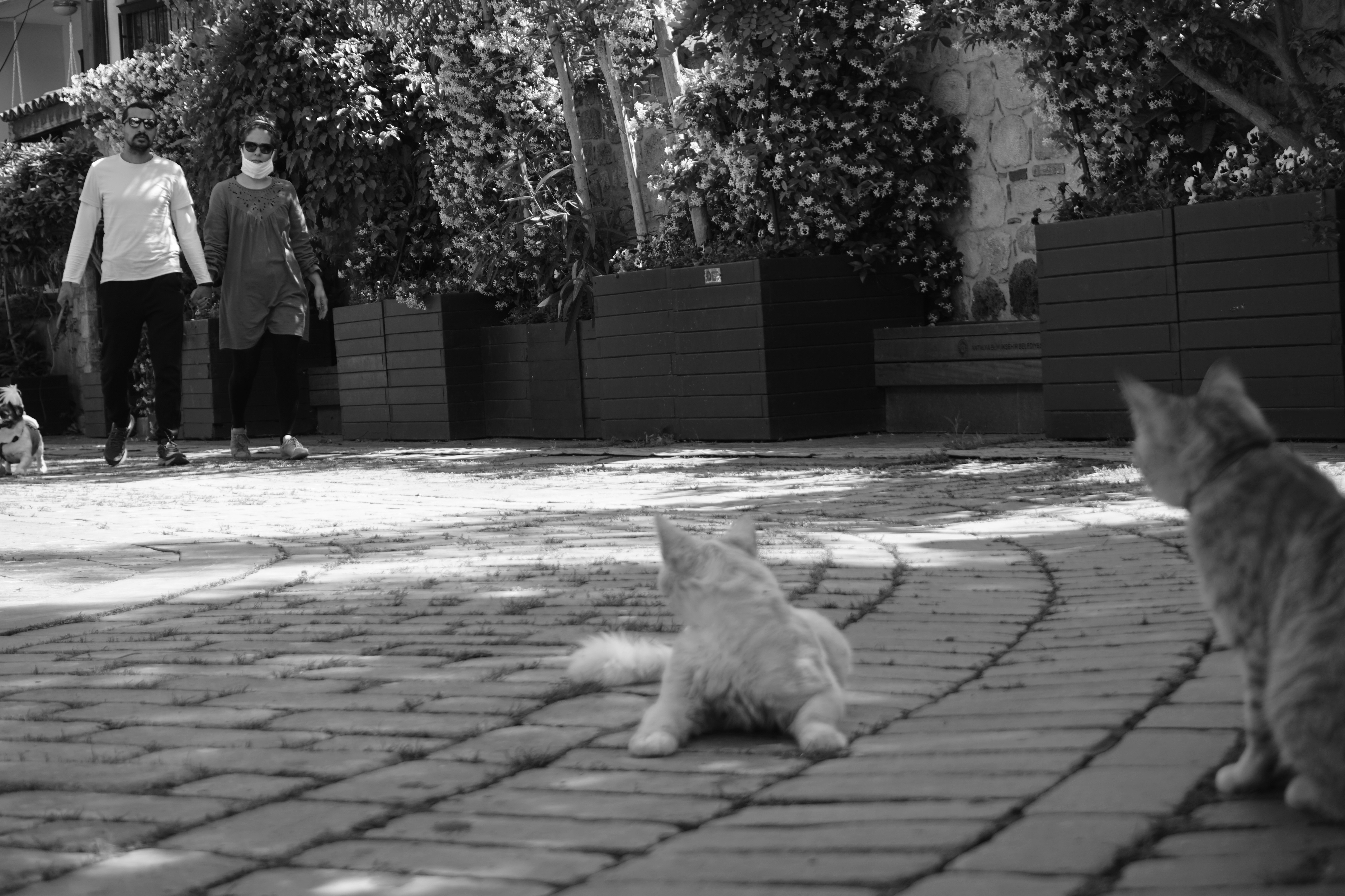 Cobblestone Quiet: Two Cats Watch as Distant Pedestrians Pass By