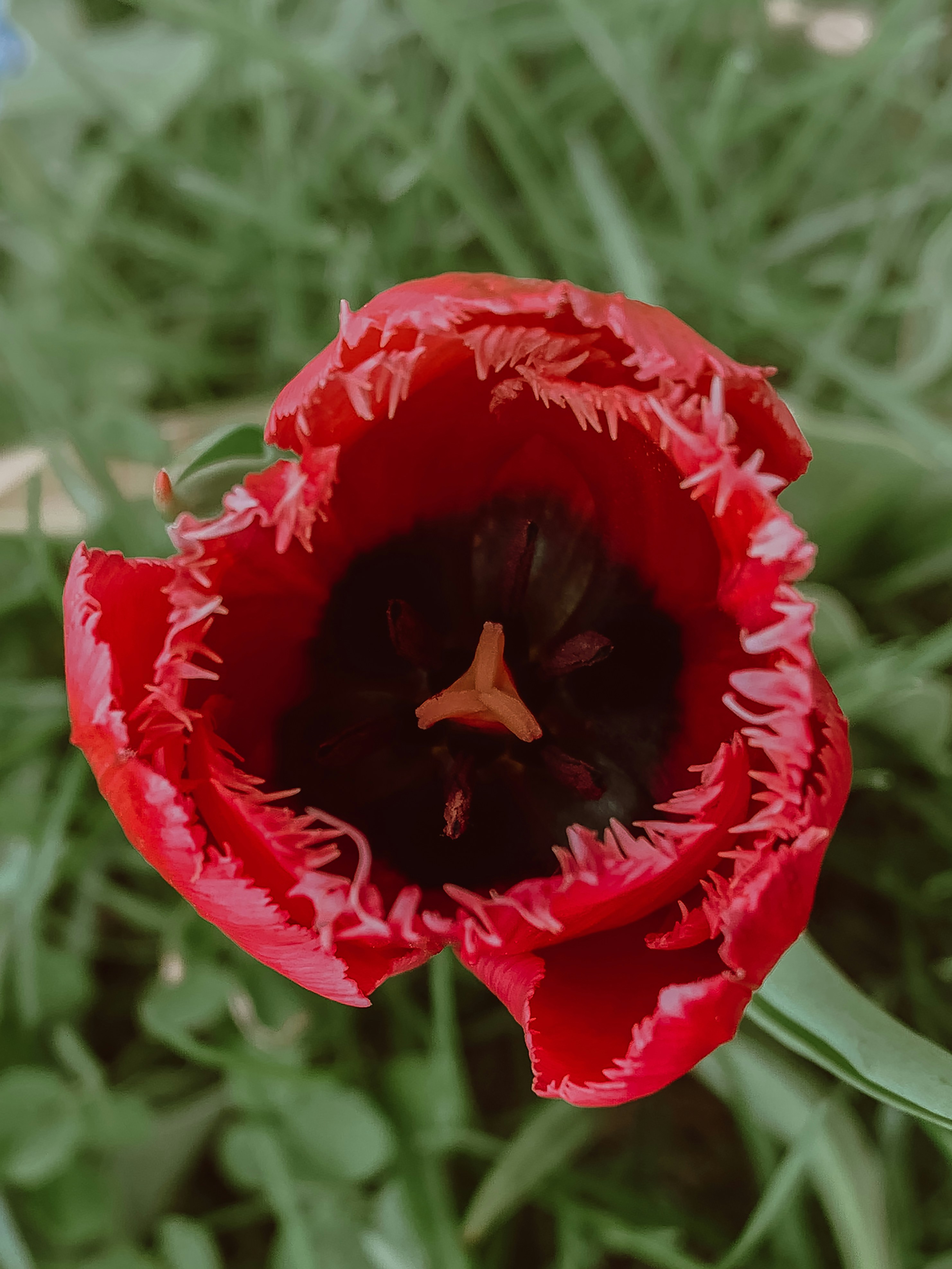 Red Crown of Fringed Petals: A Tulip’s Gaze into the Garden