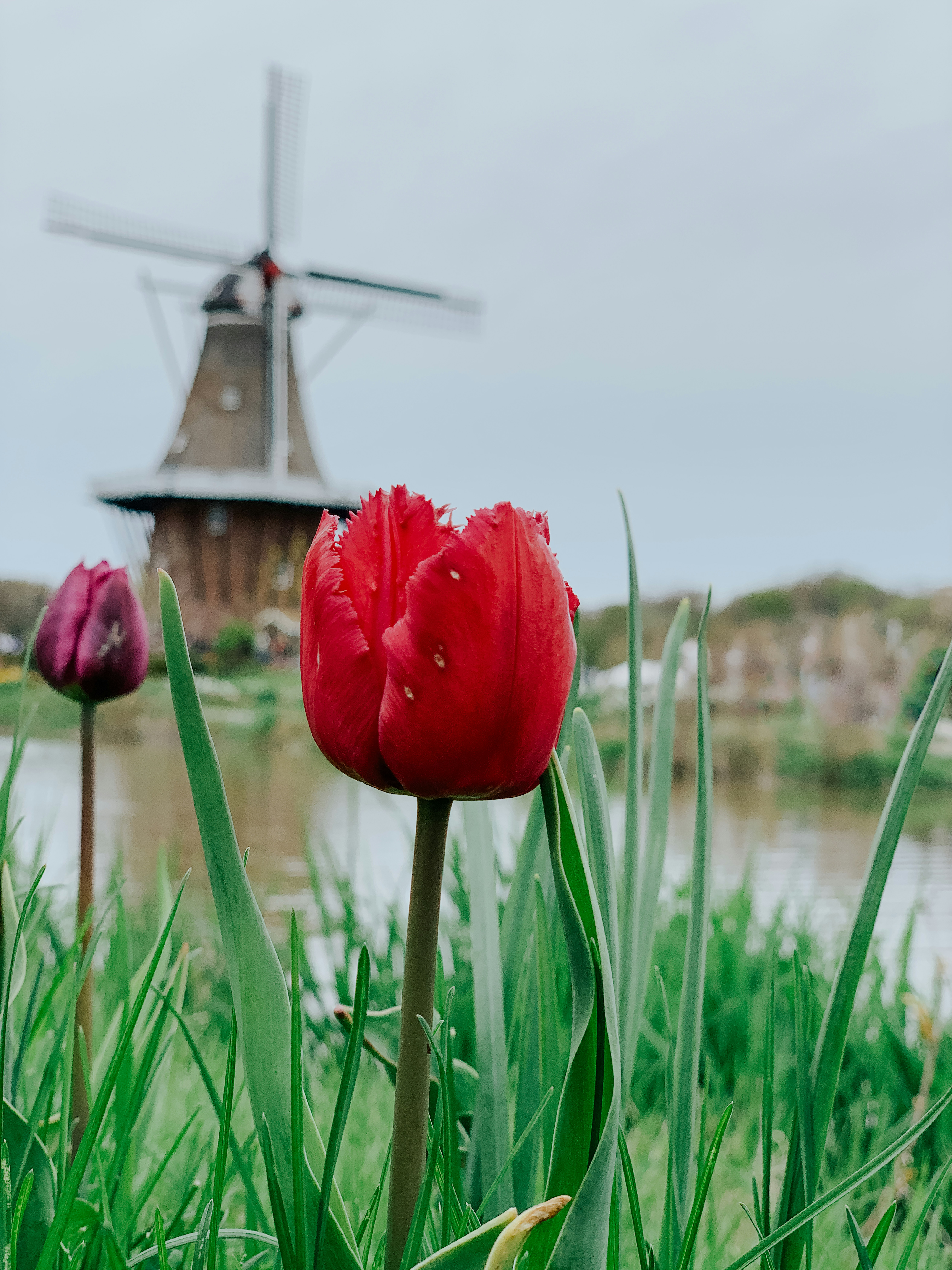 Crimson Tulip in Focus, Windmill Backdrop in Soft Focus