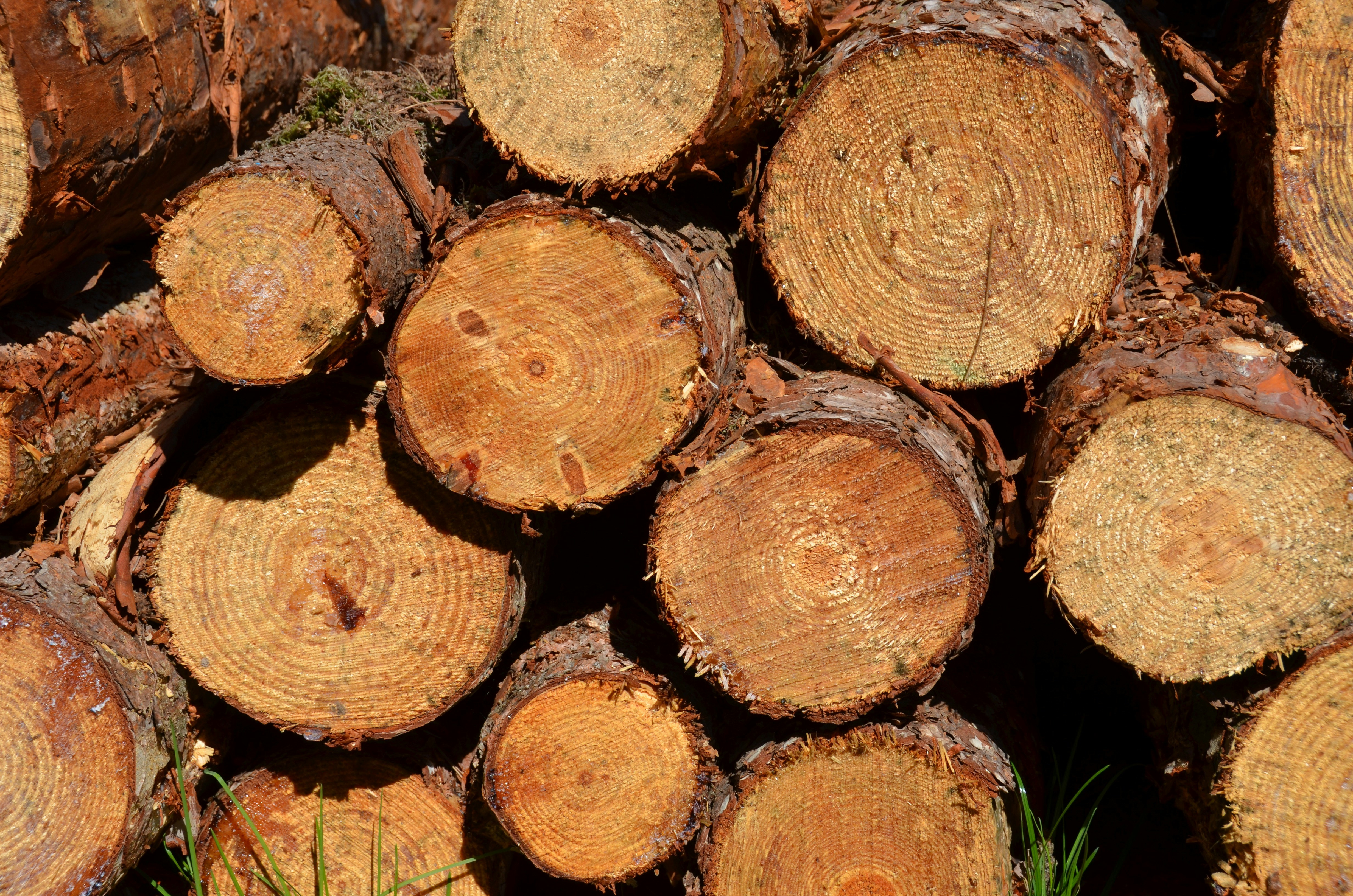 Un tas de bûches coupées assises les unes à côté des autres photo ...