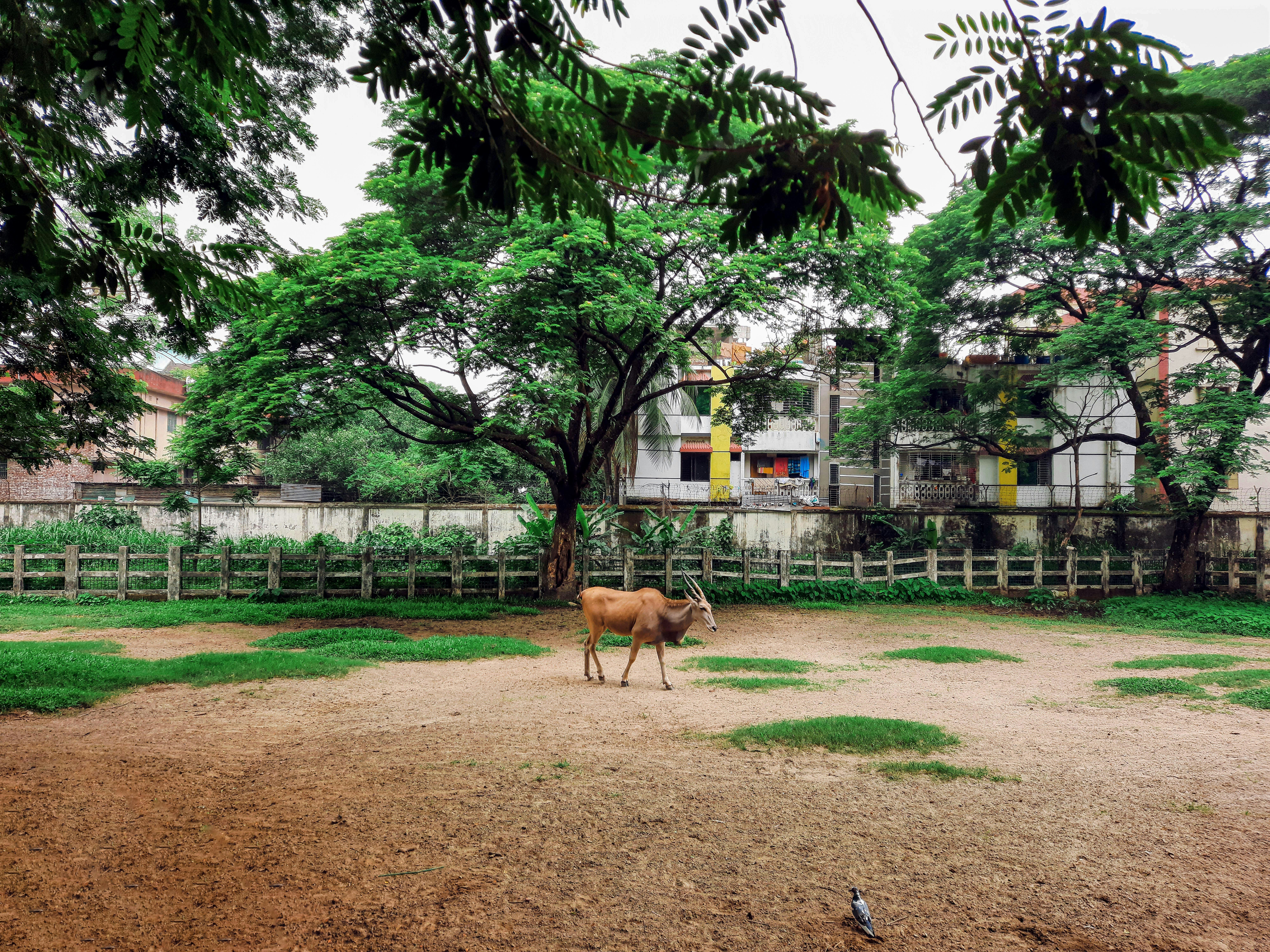 Alone in the Park: A Ground-Level Gaze at a Rural Ox