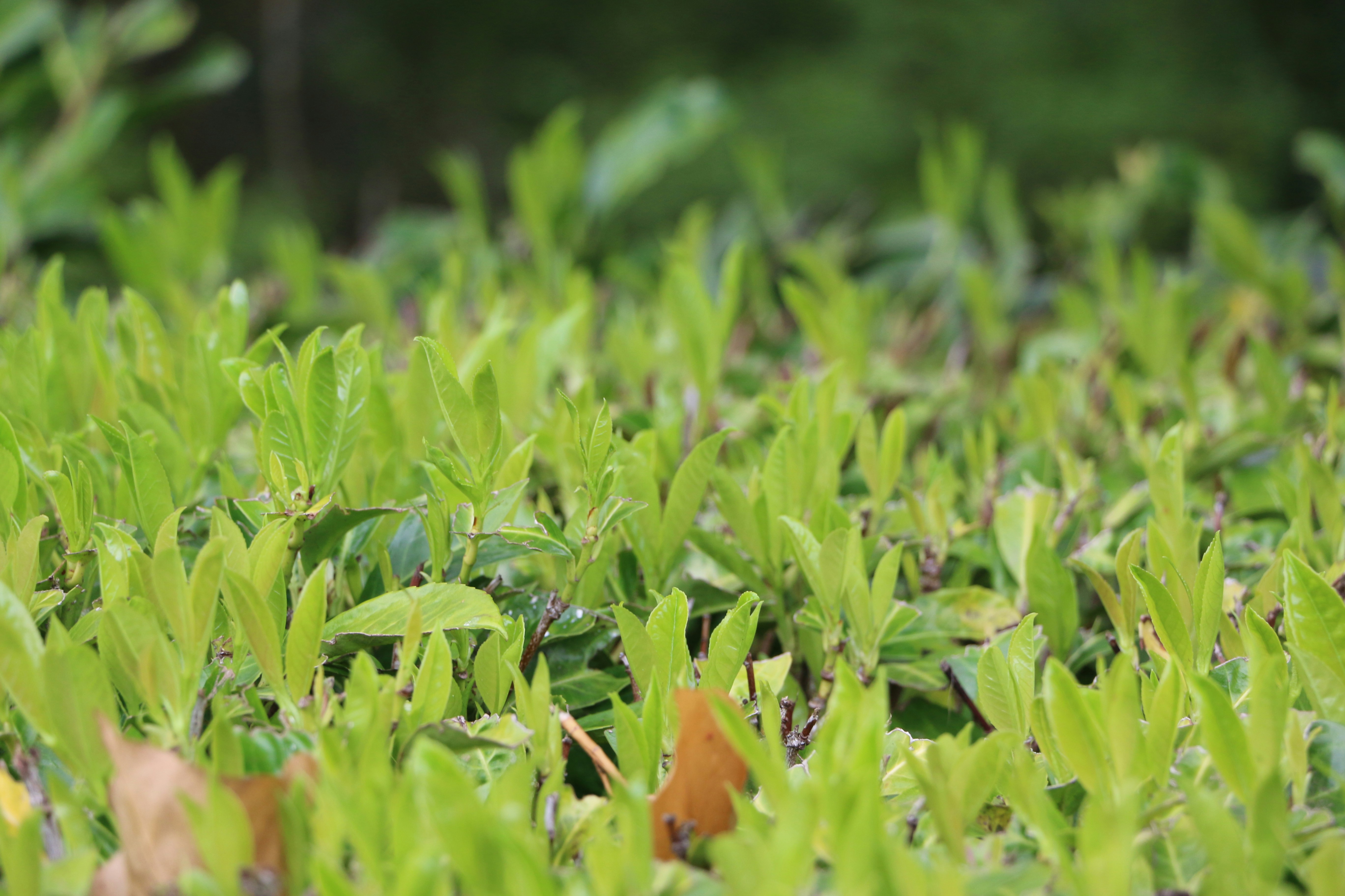 Fresh green leaves sprouting on a dense hedge with a blurred natural backdrop.