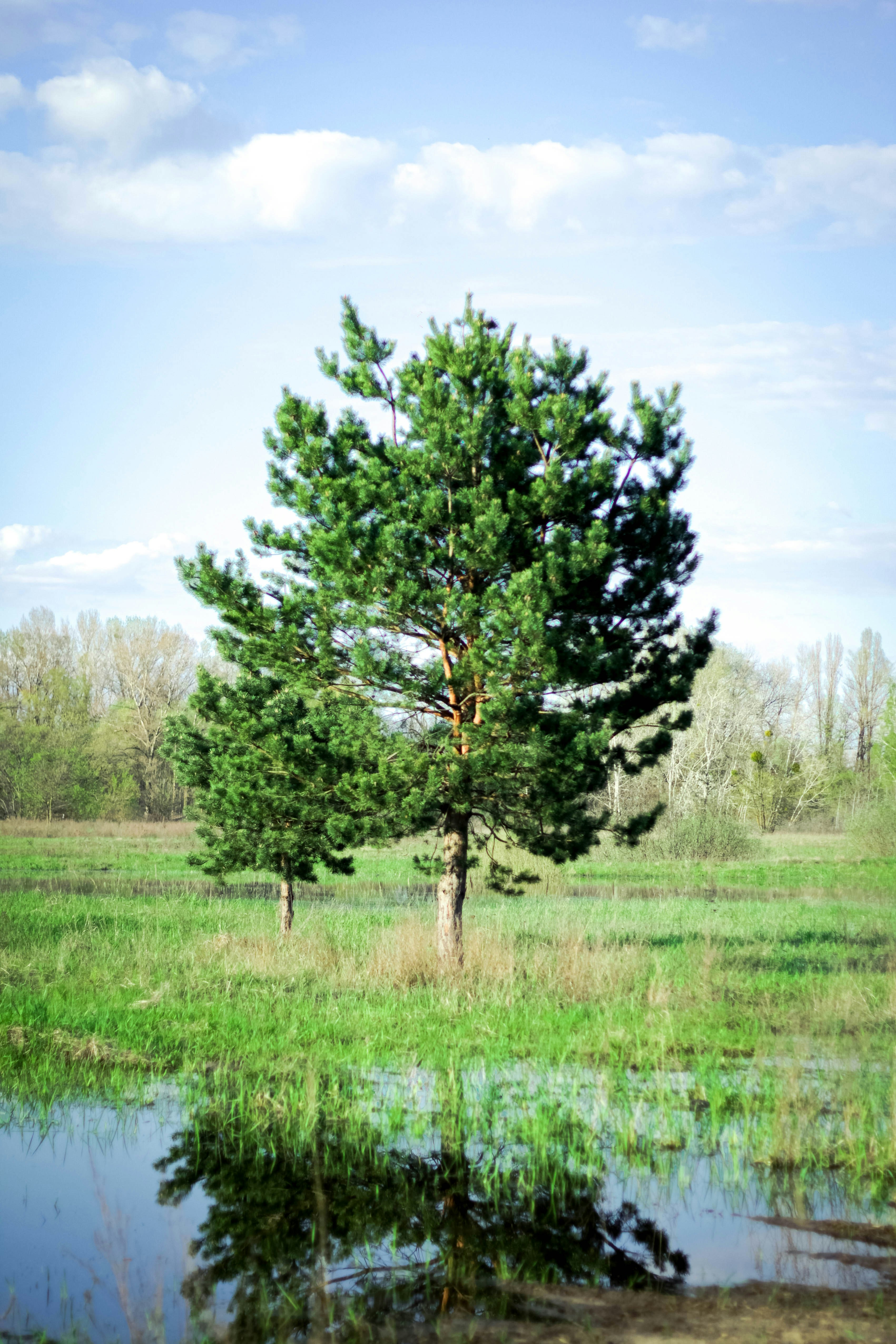 Lone Pine Over a Quiet Floodplain, Reflected in Calm Water
