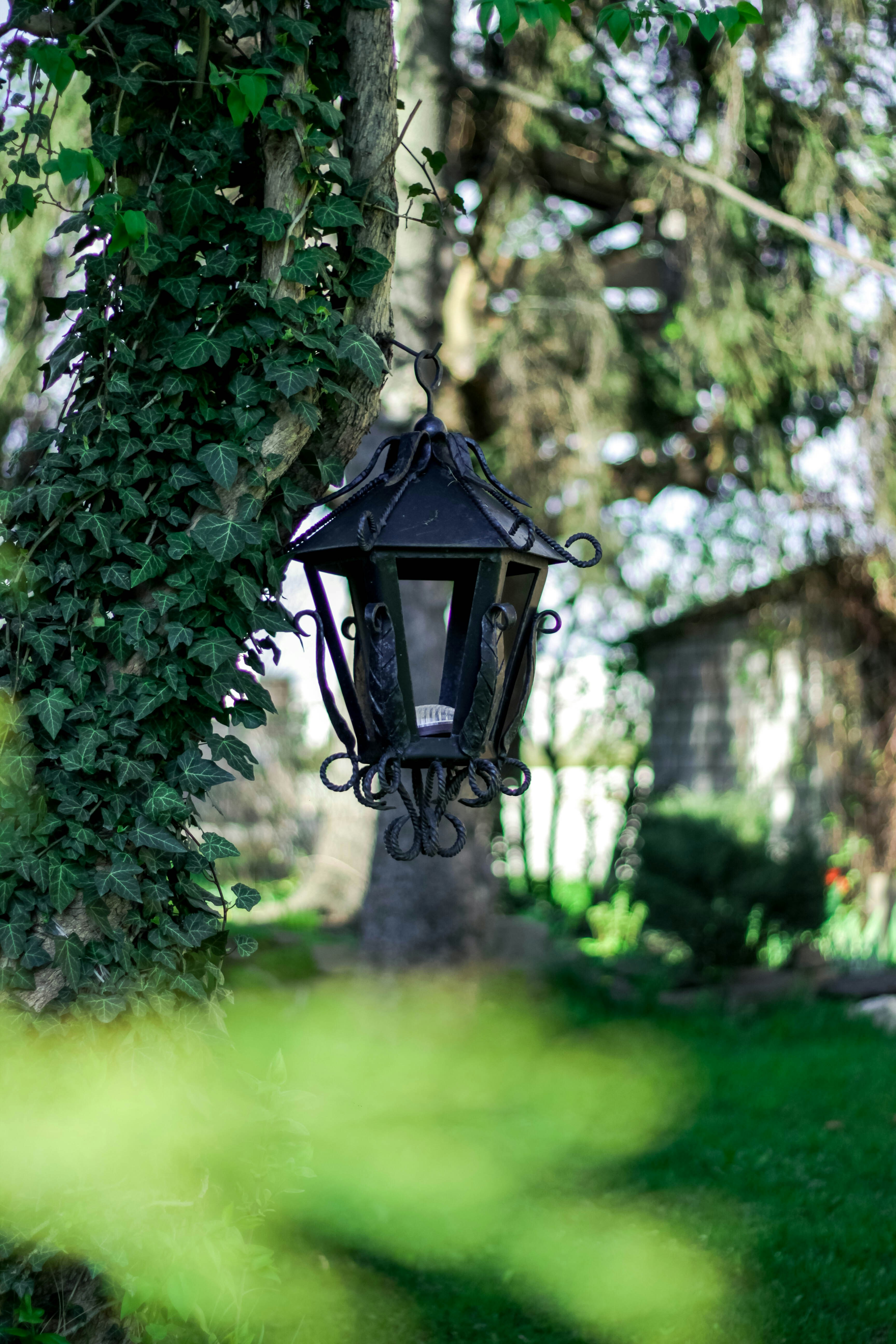 Ivy-Wrapped Lantern in a Sunlit Garden