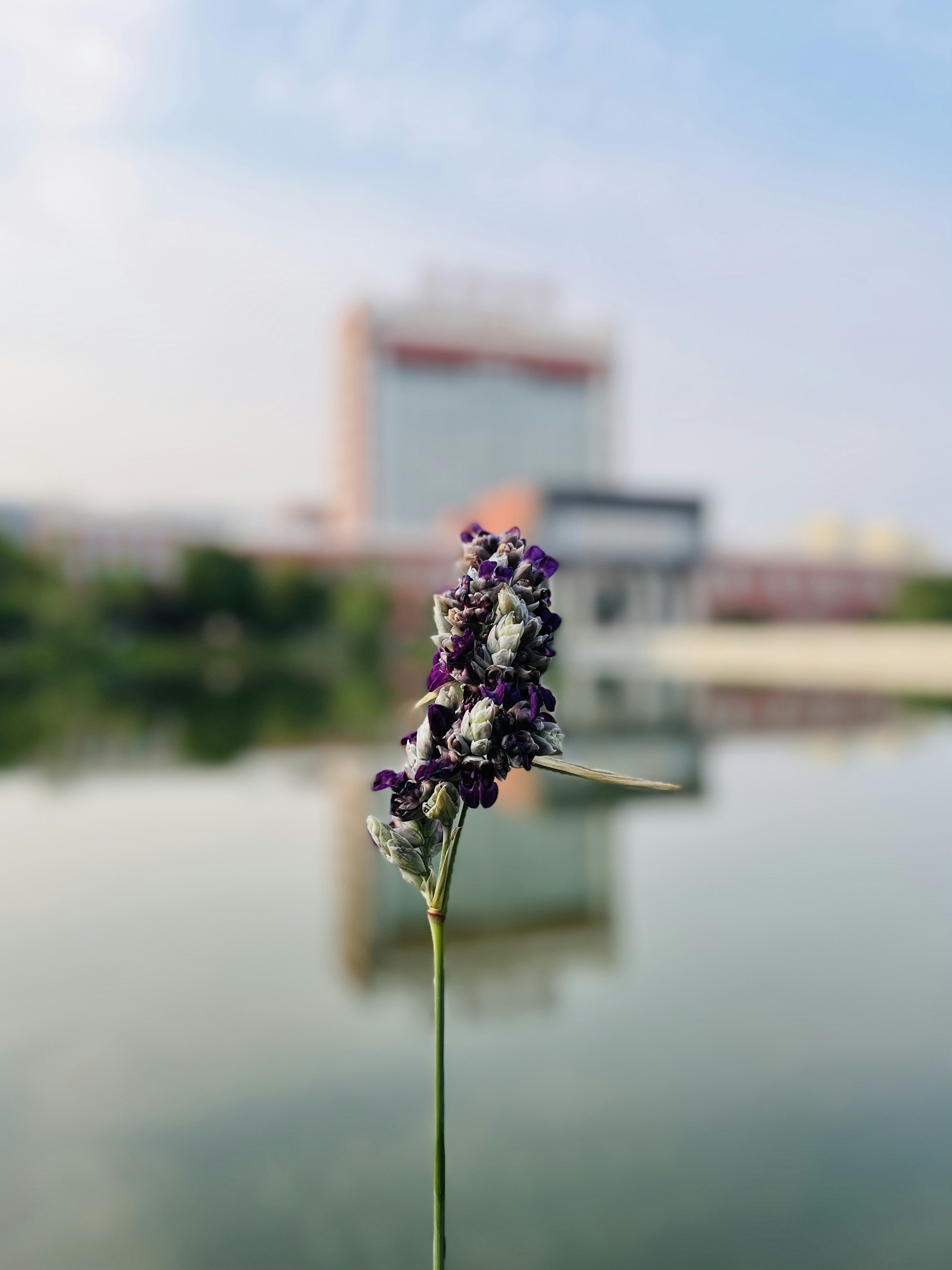 One Lavender Spike Framing a Glimmering City Mirror
