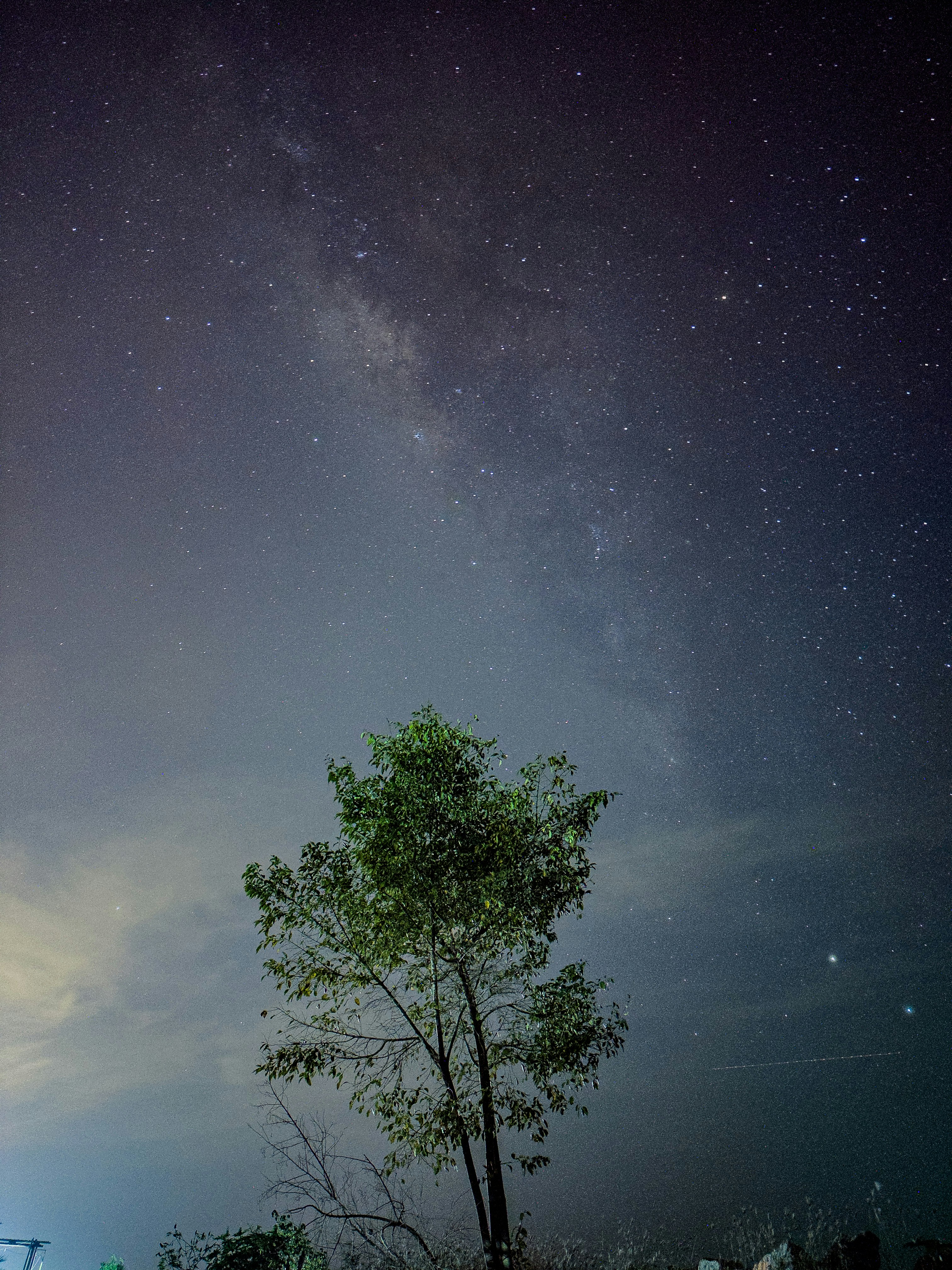 Milky Way Over a Lone Tree: A Nightscape of Stars and Silence