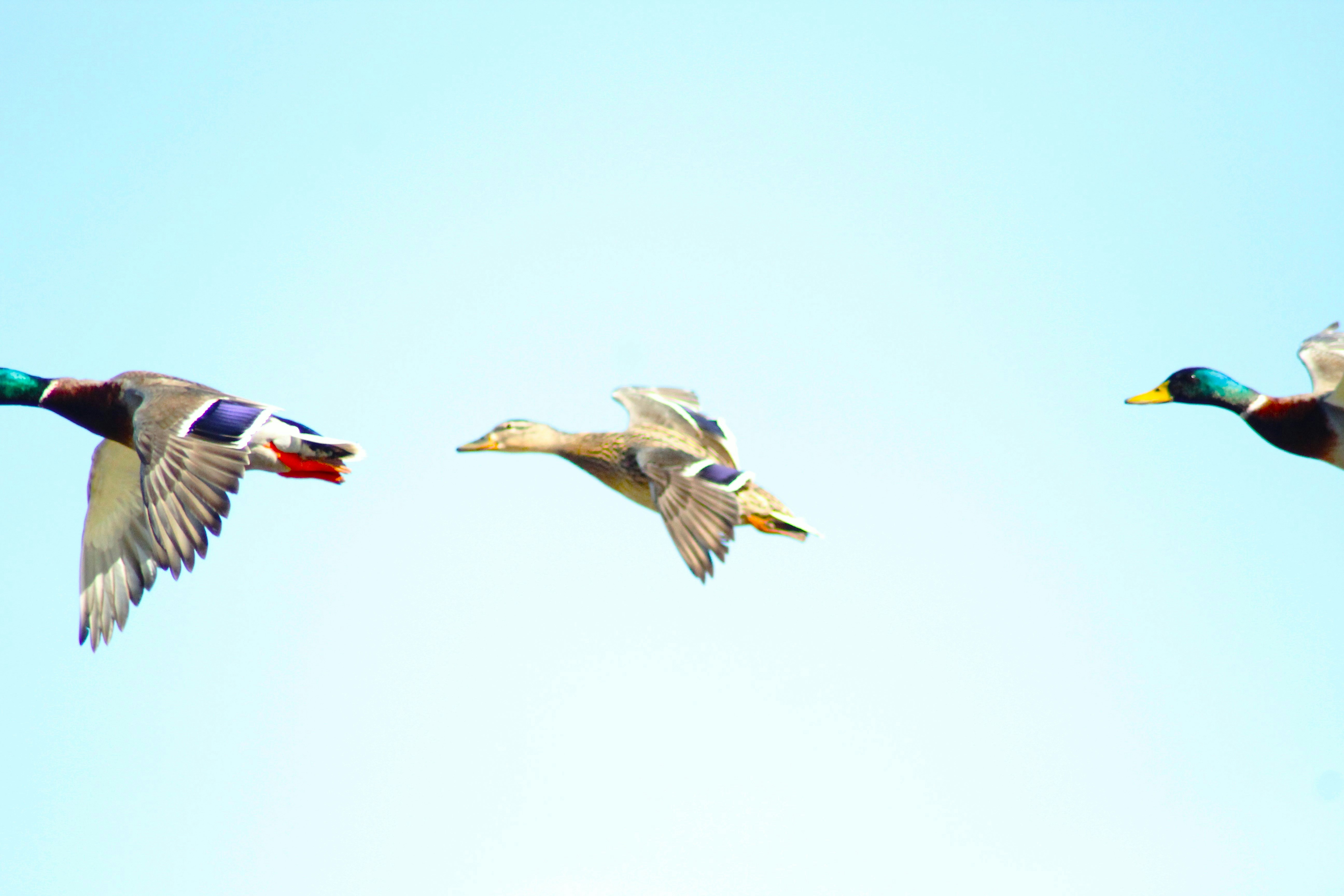 Un grupo de patos volando a través de un cielo azul foto – Imagen de ...
