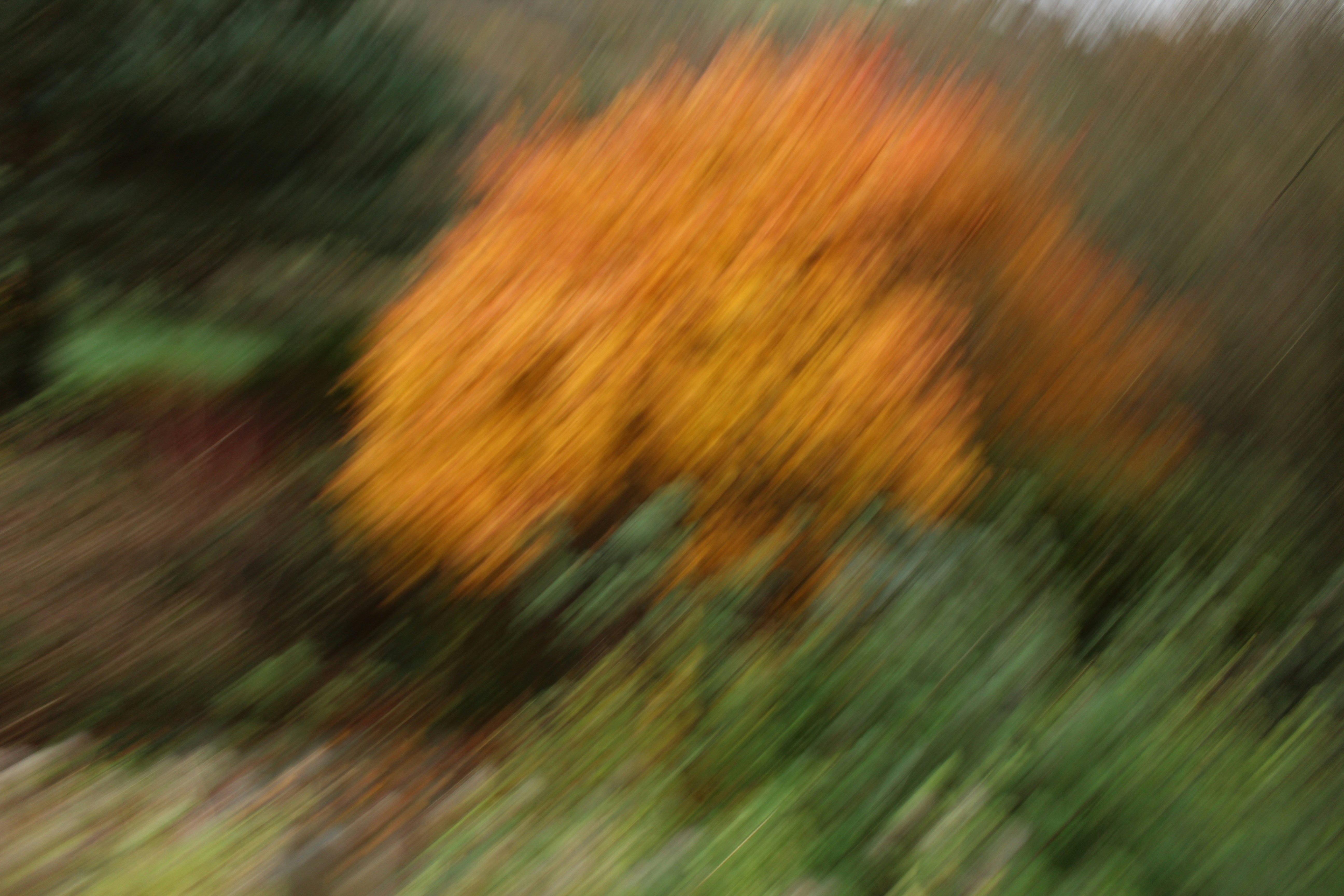 Abstract blur of a tree with vibrant yellow leaves against a green and brown backdrop.