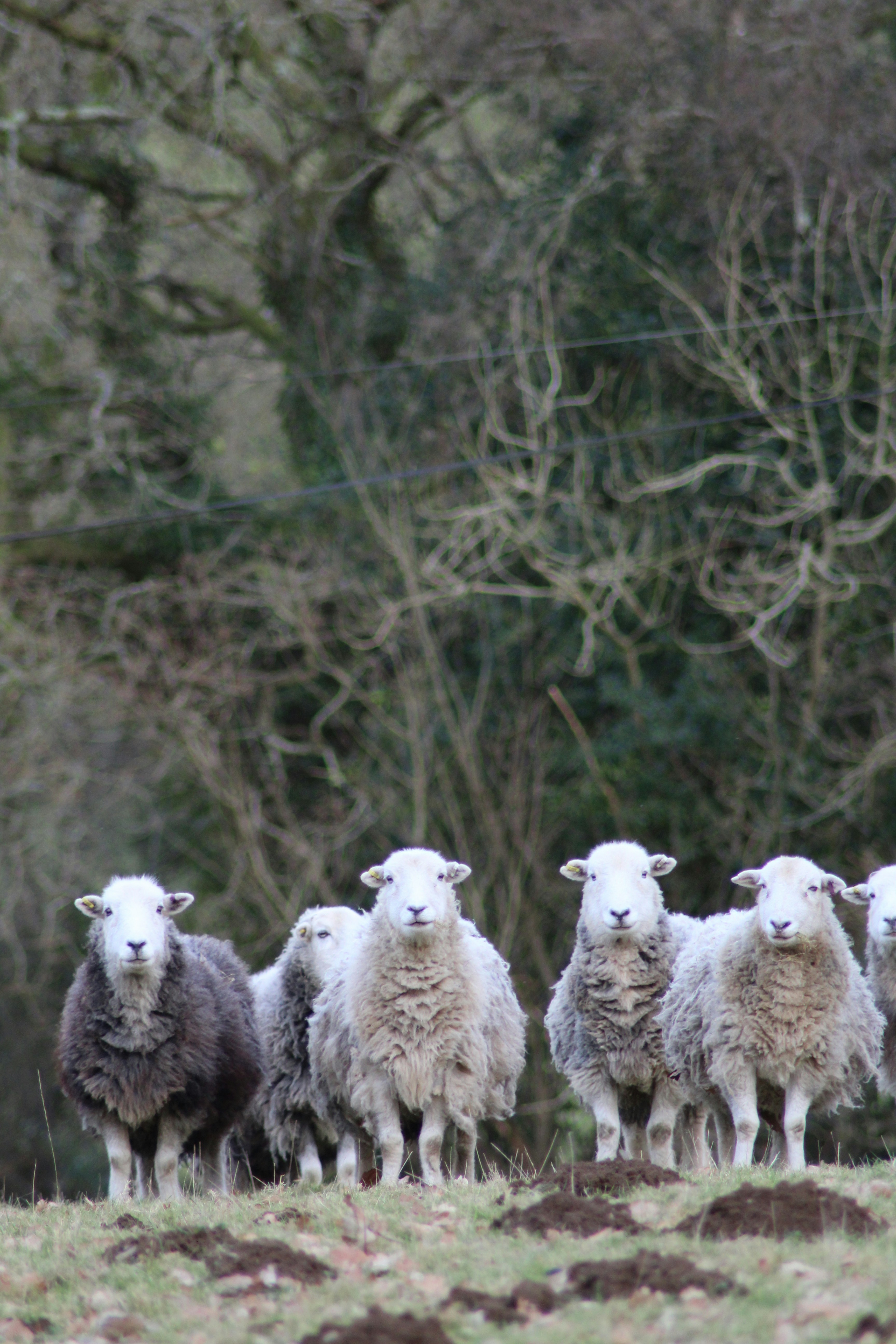 Six Sheep on the Quiet Edge of a Forest Field