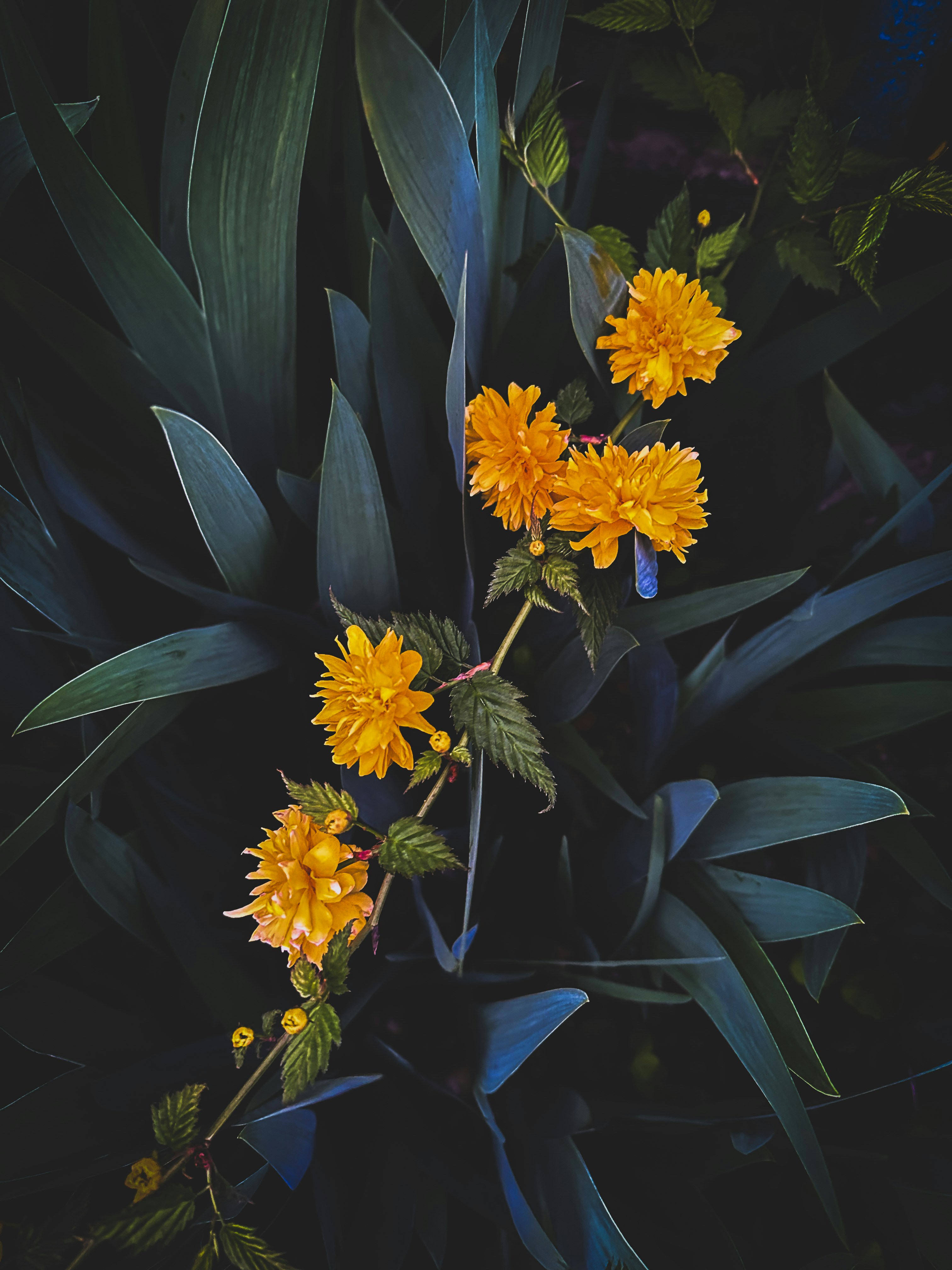 Golden Clusters Woven Through Moonlit Foliage
