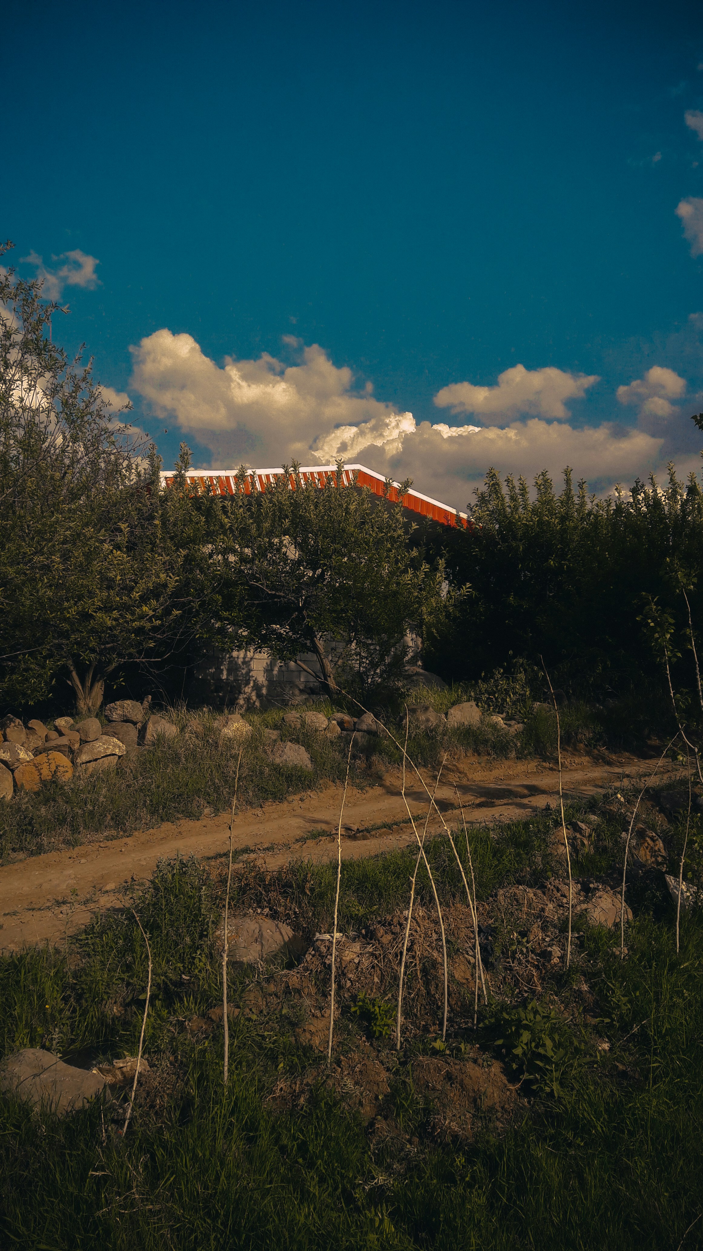 Red Roof Emergence Through the Pines Under a Broad Azure Sky