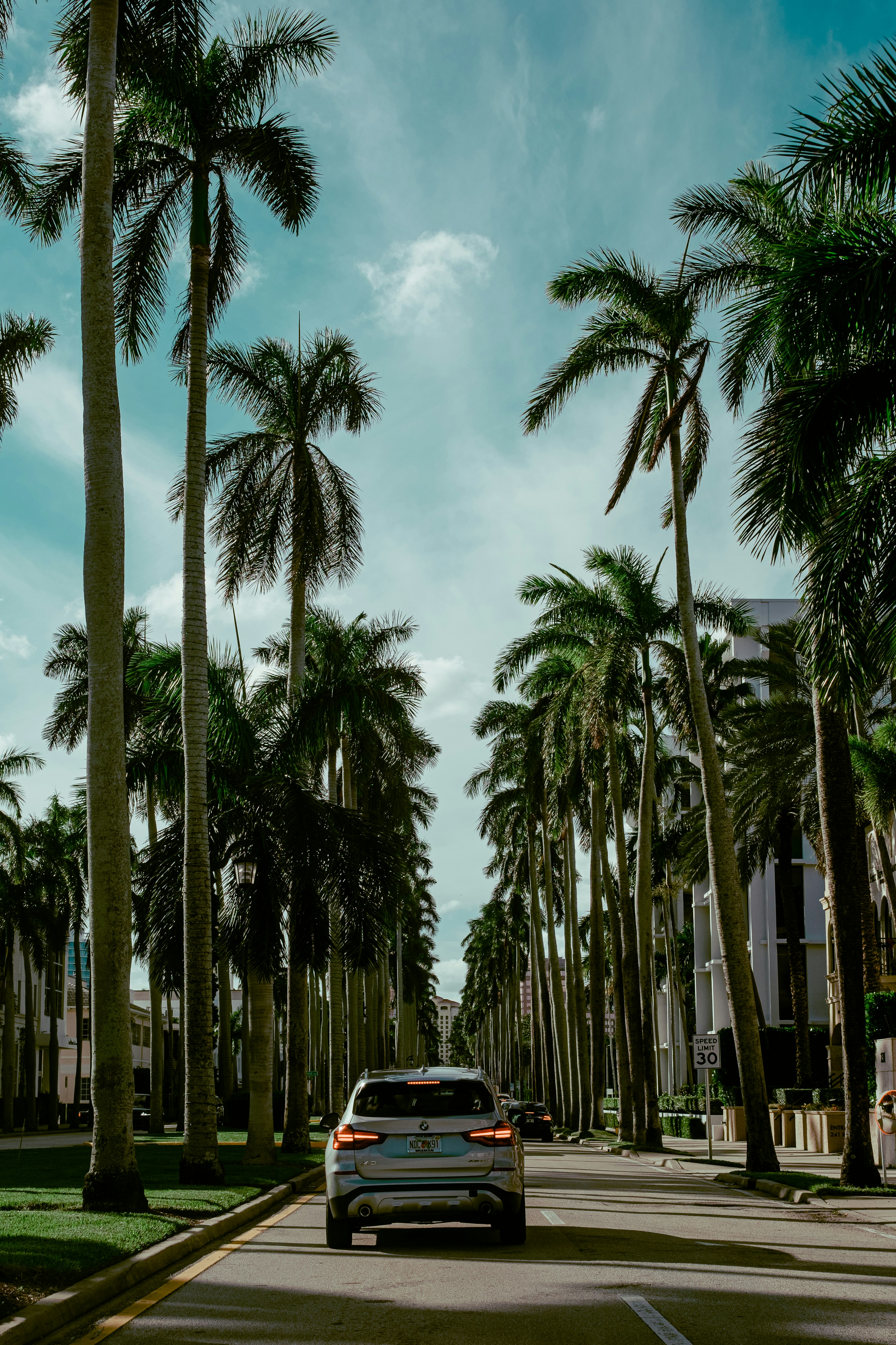 Convoy Through a Cathedral of Palms