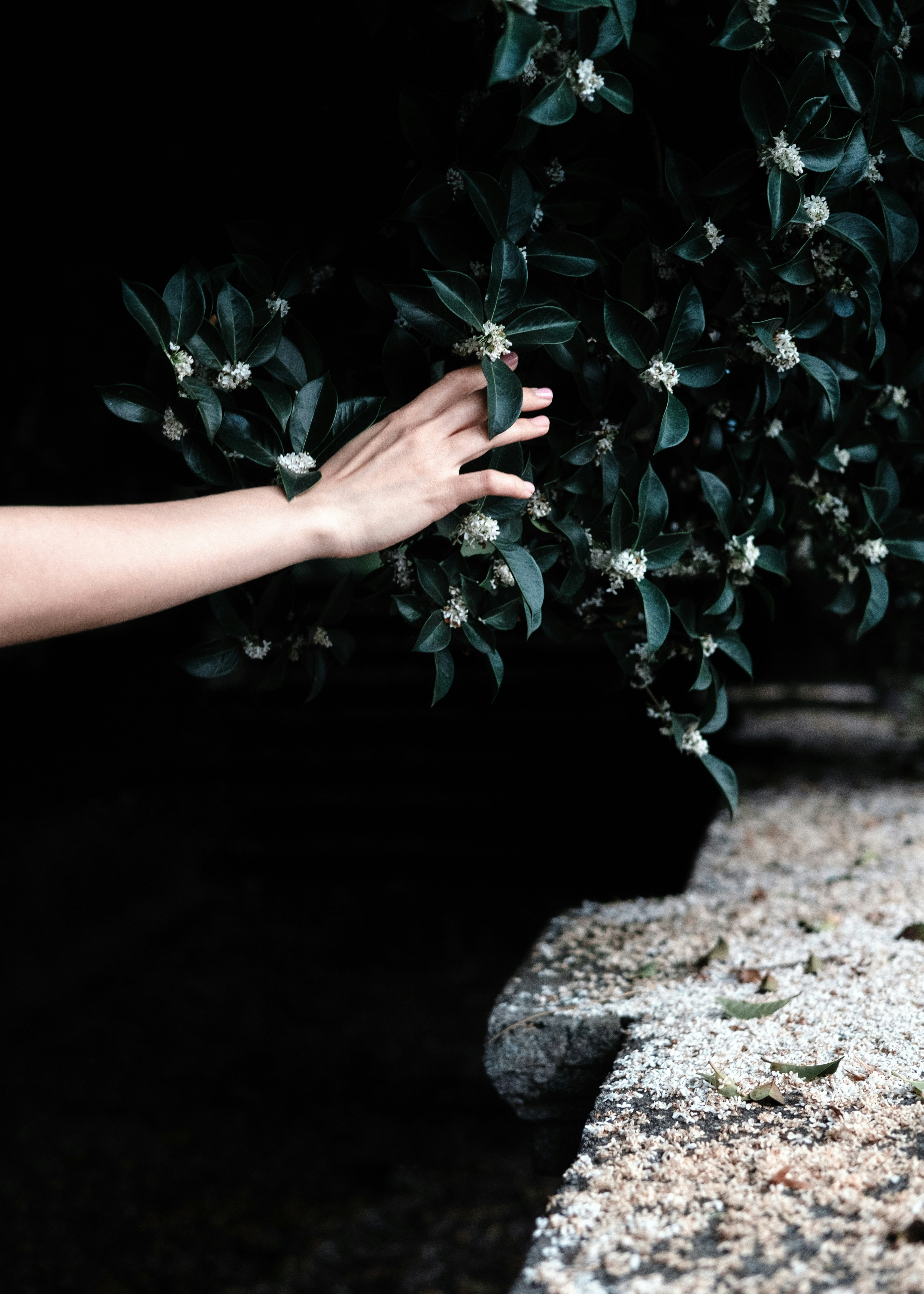 A hand reaching out towards a bush with white flowers photo – Free Hand ...