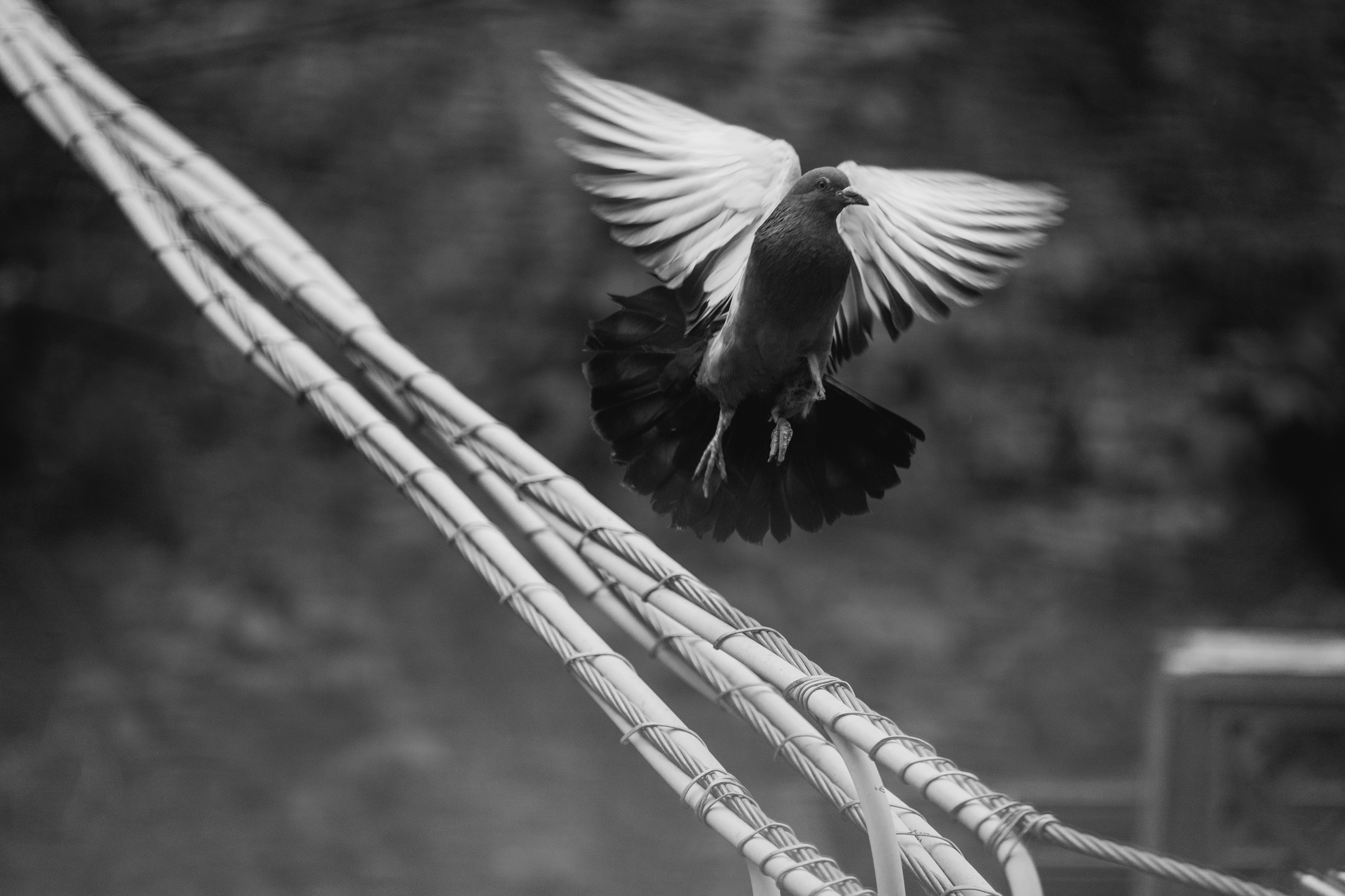 Pigeon in Flight Over a Woven Rope Bridge in Monochrome