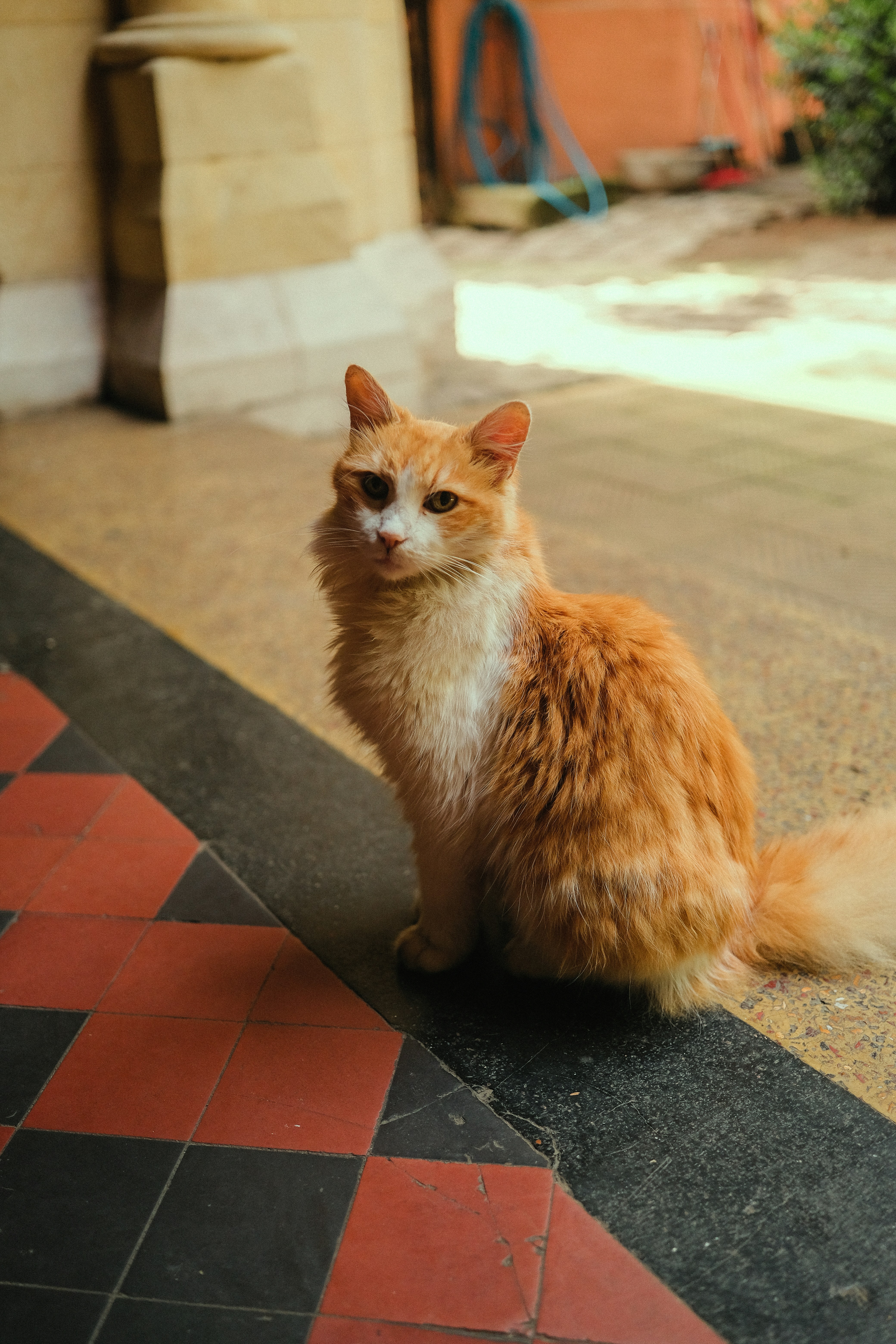 Sunlit Orange Tabby on Checkered Tile by a Courtyard
