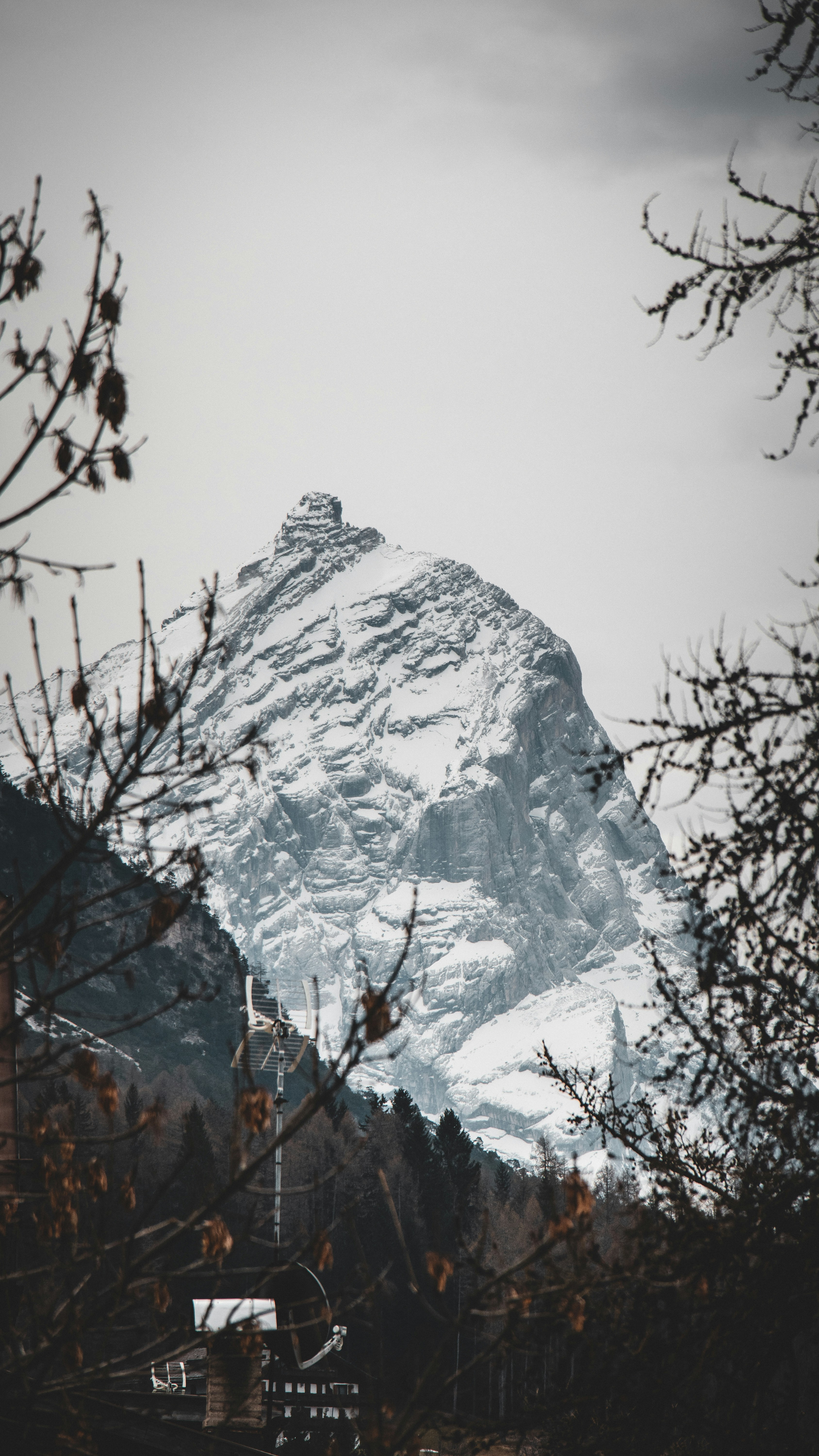 Snow-Crowned Summit Through Winter Branches