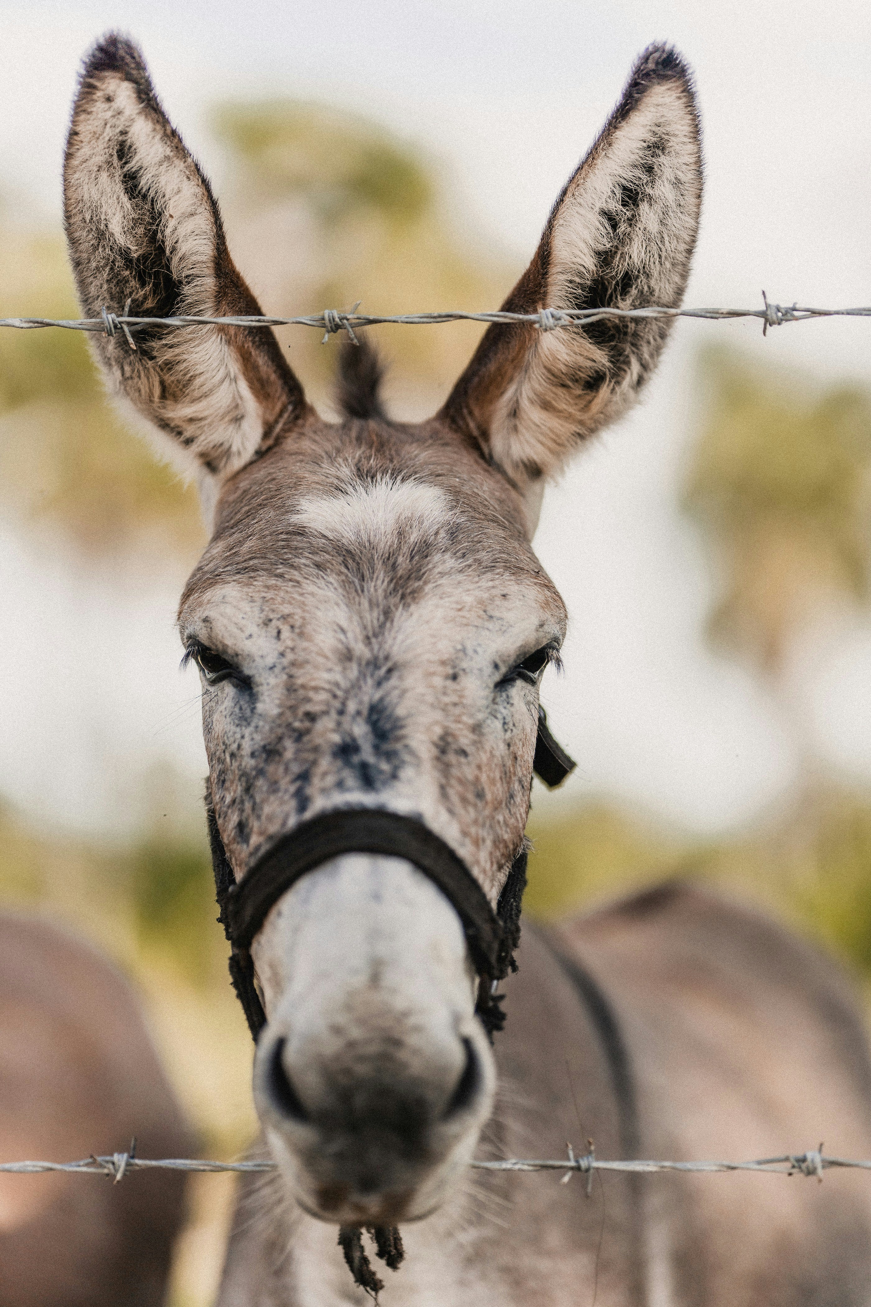 A donkey standing behind a barbed wire fence photo – Free Mexico Image ...