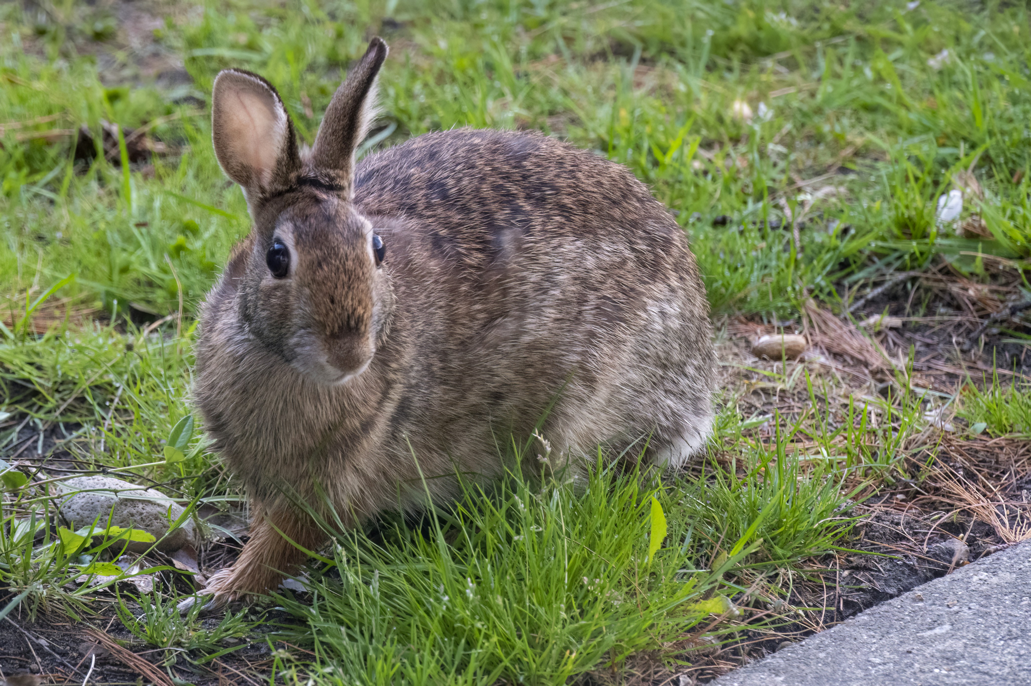 Photo by Cathy Holewinski with Nikon Z6