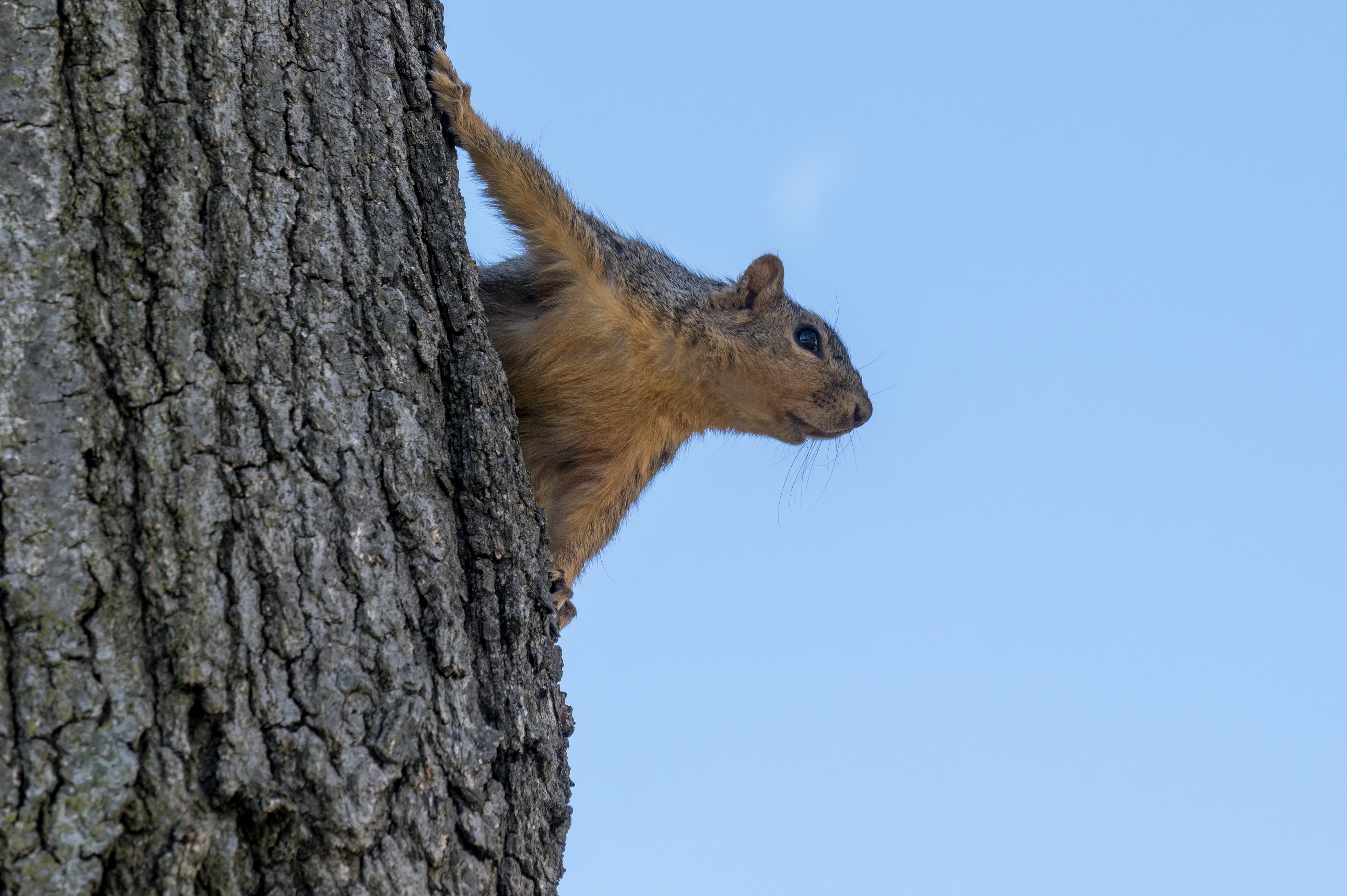 A squirrel climbing up the side of a tree photo – Free Animal Image on ...