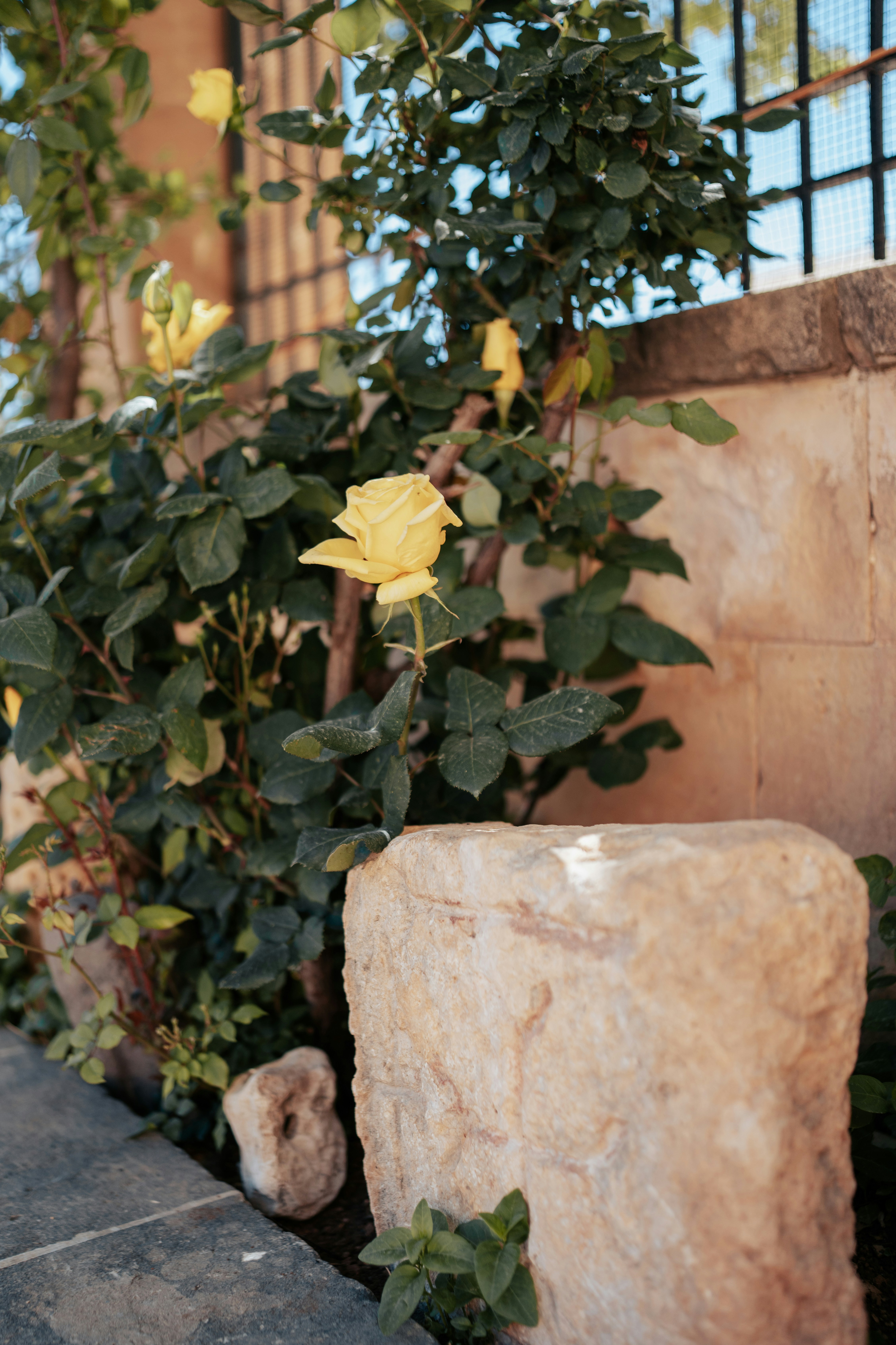 Sunlit Yellow Rose Guarding a Stone Stairway