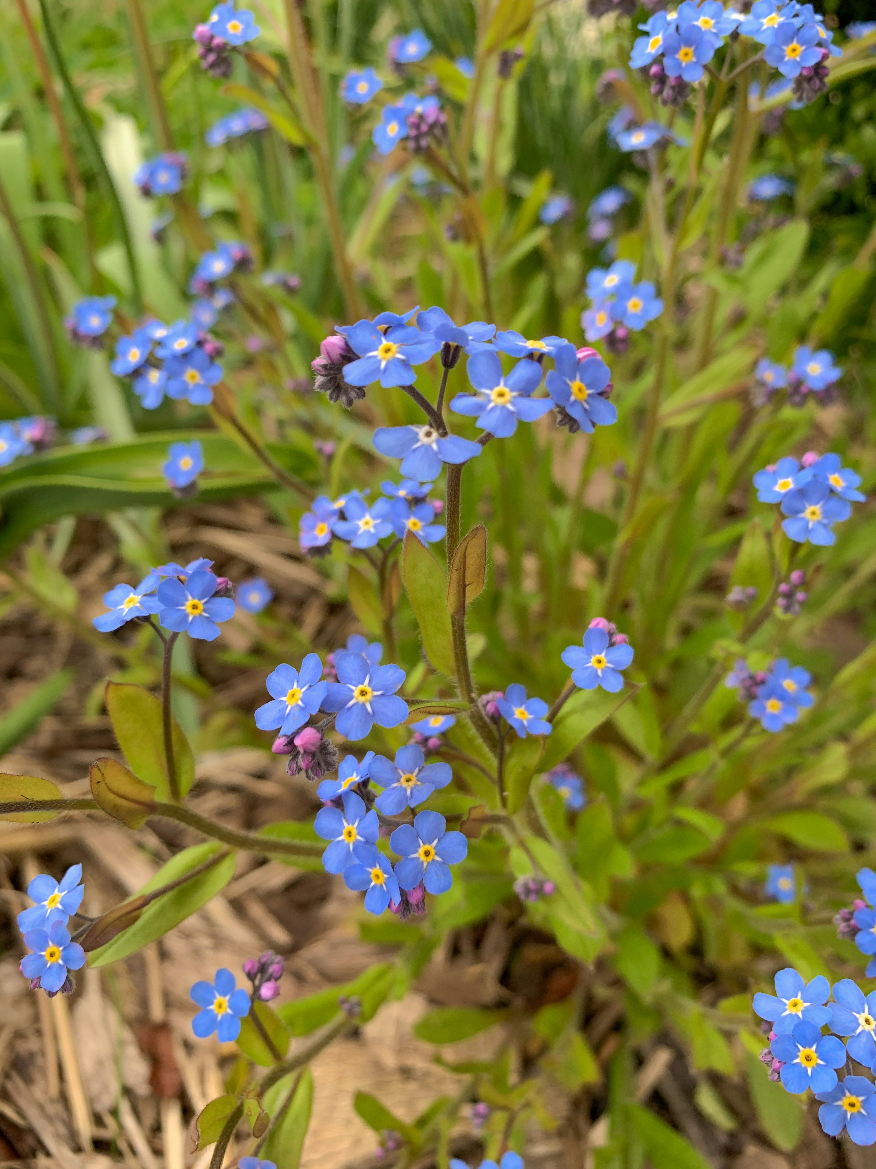Small blue flowers are growing in the grass photo – Free Flower Image ...