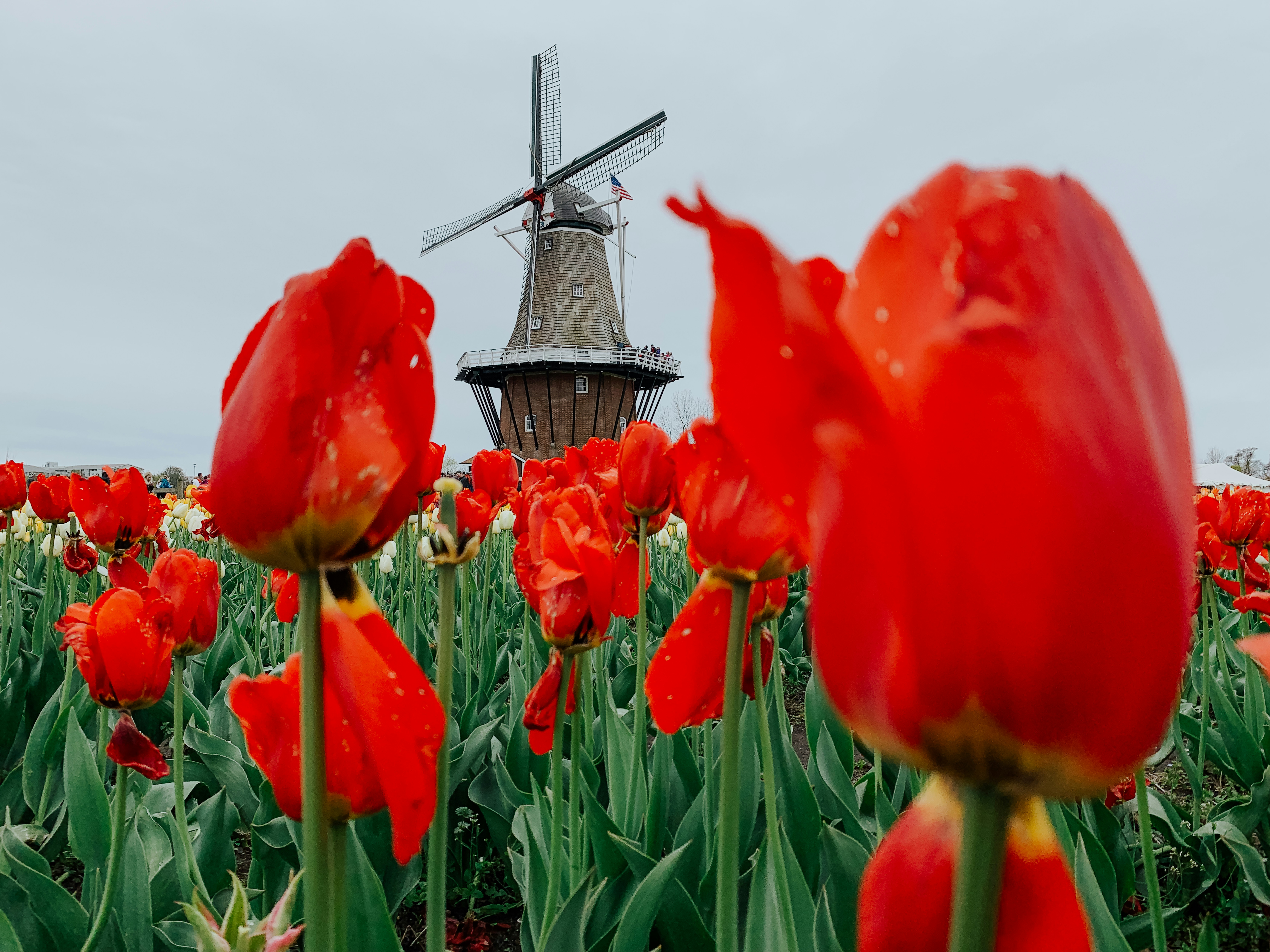 Tulip Field photo shot on Apple iPhone XS Max