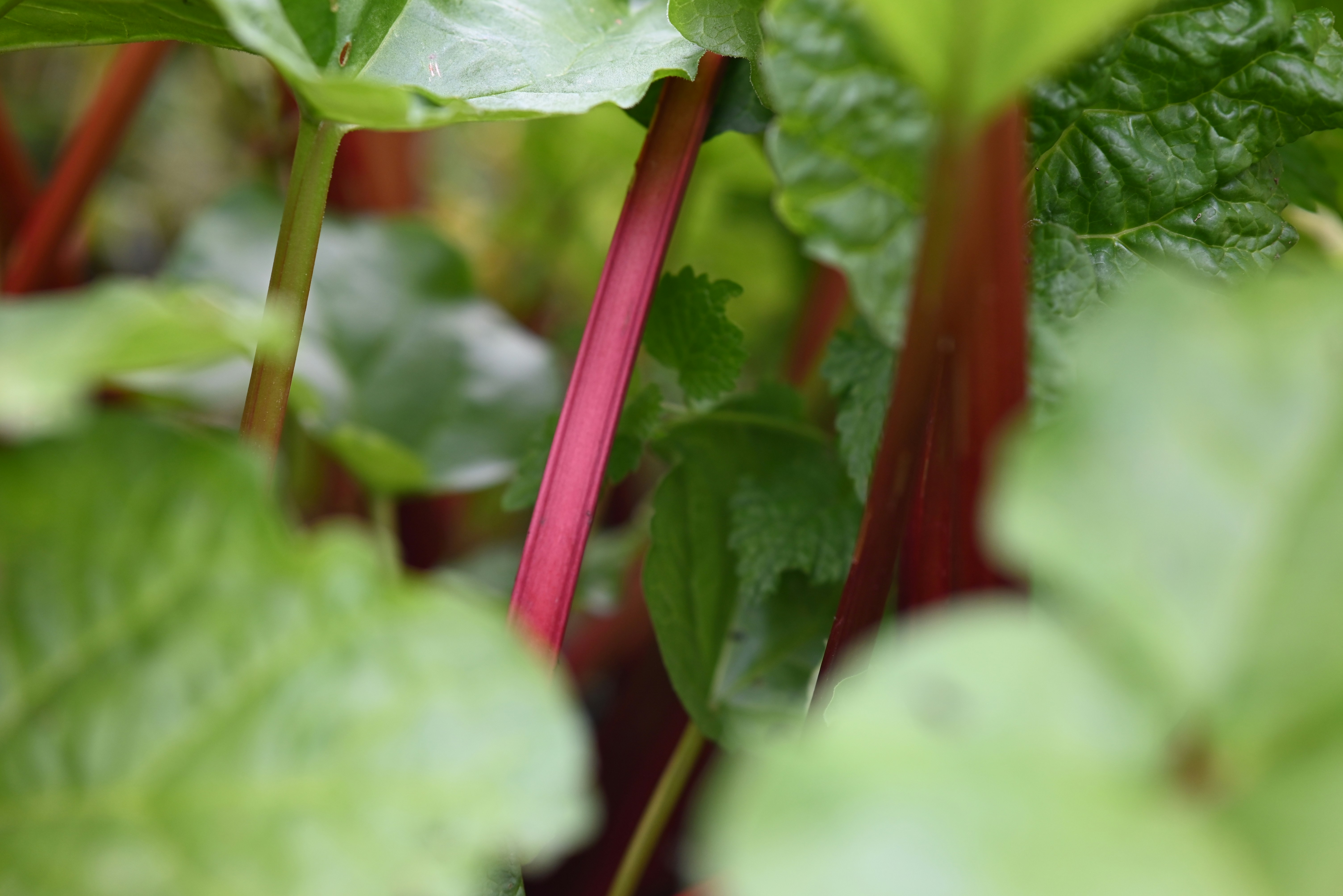 A close up of a plant with green leaves photo – Free Rhabarber Image on ...