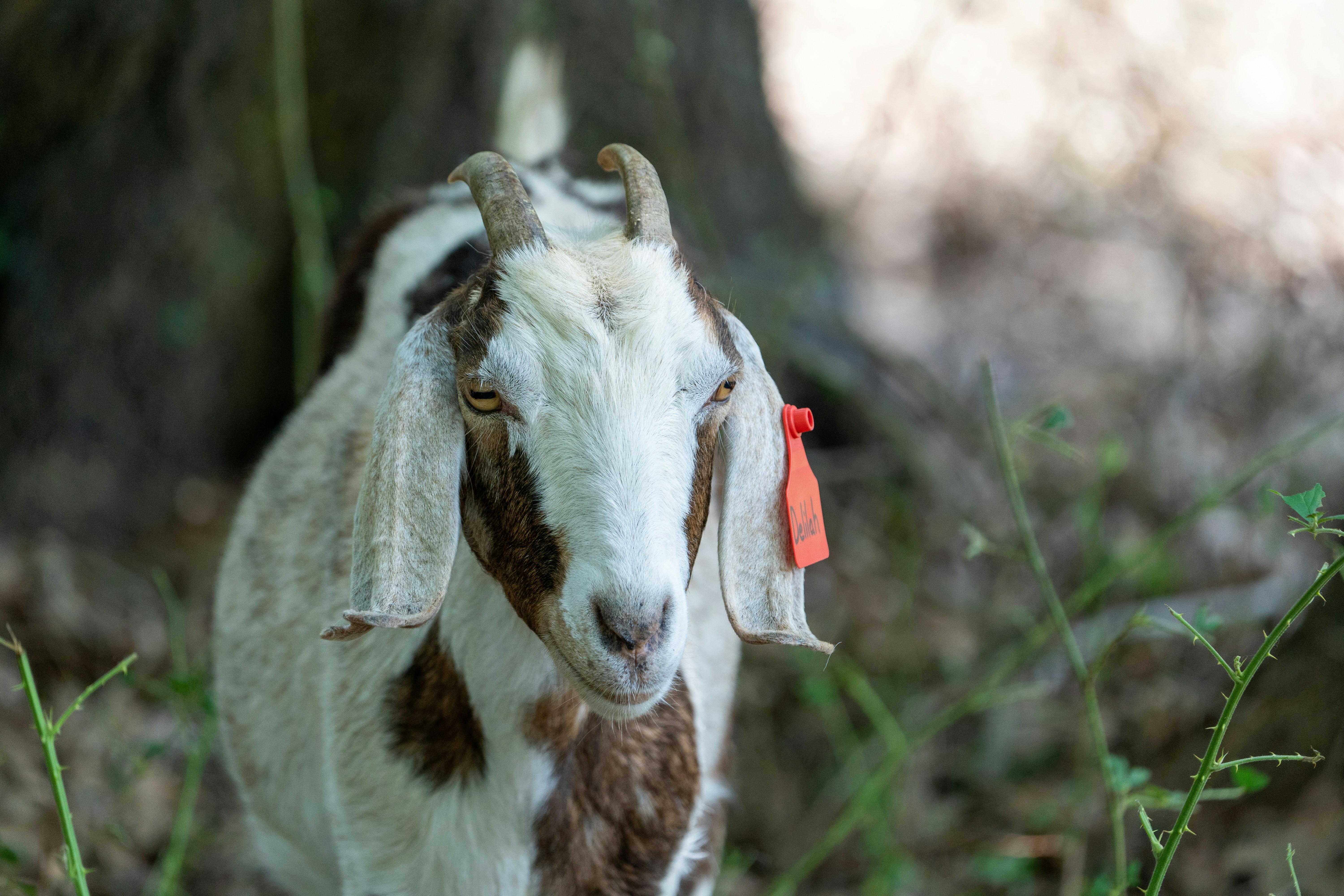 A close up of a goat with a tag in its ear photo – Free Tx Image on ...